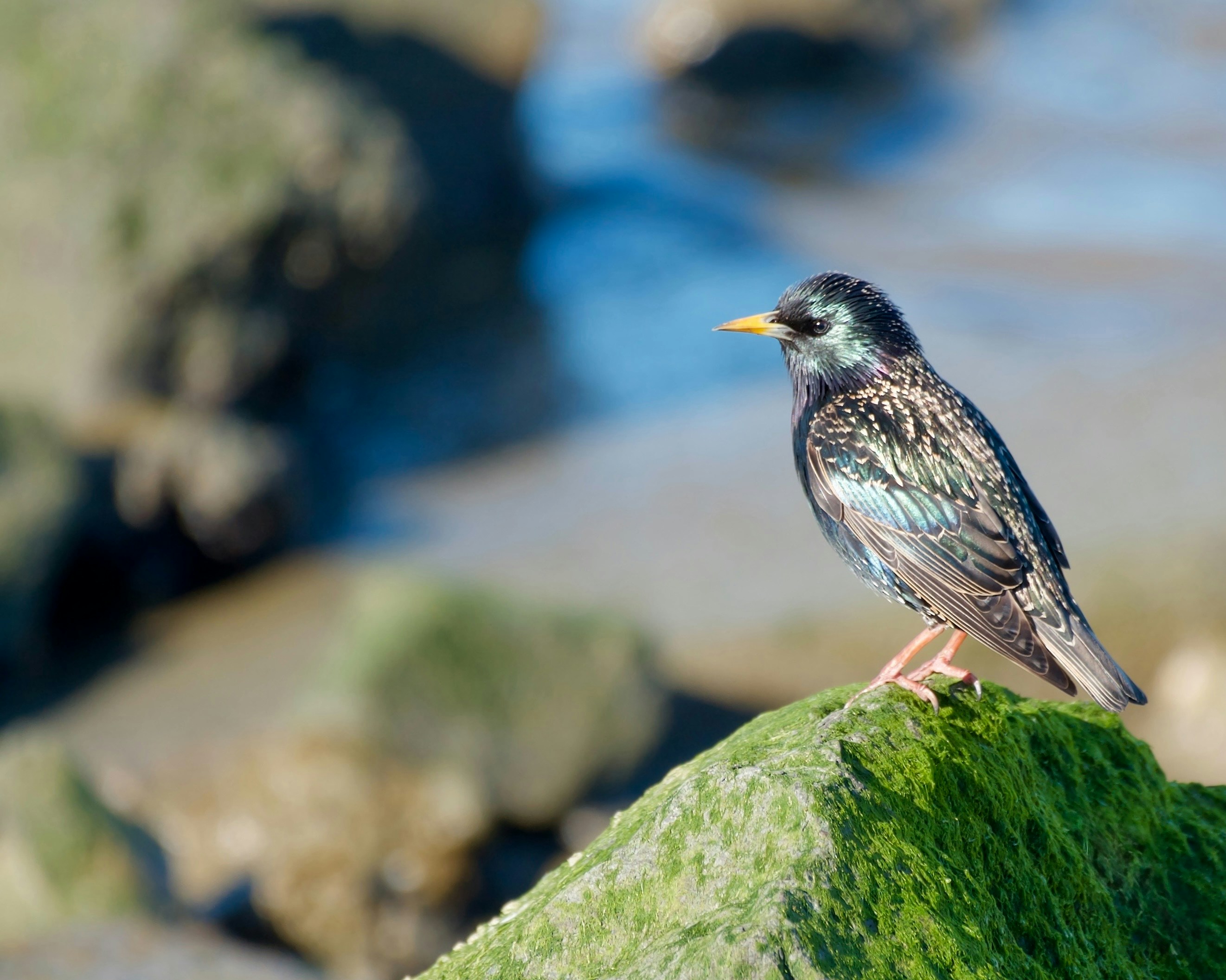 Sea-Breeze Sentinel: a lone starling perches on sunlit green rock
