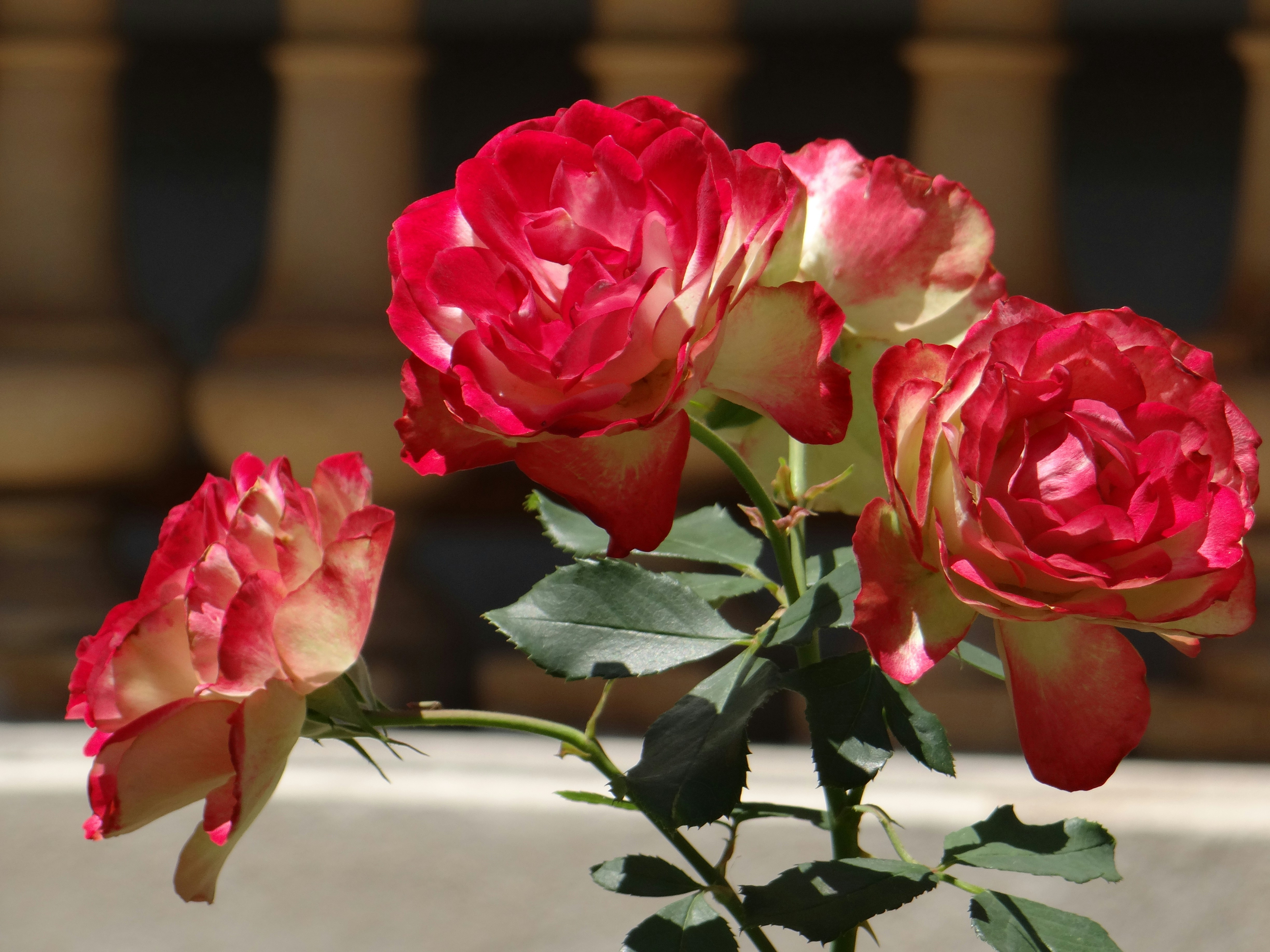 Crimson Roses in Soft Backlit Terrace Rail