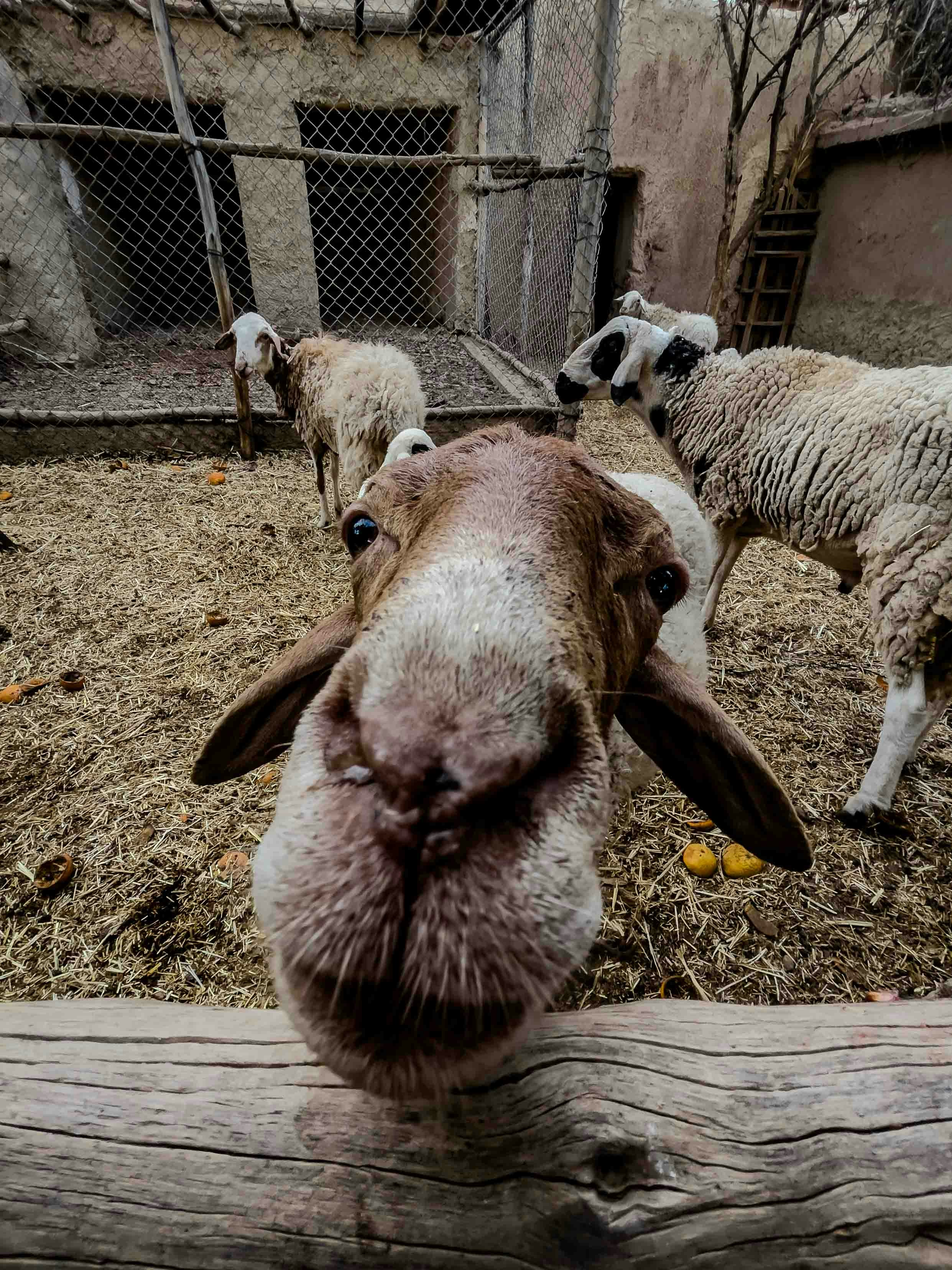 Curious Goat Face Close-Up at the Barn Gate