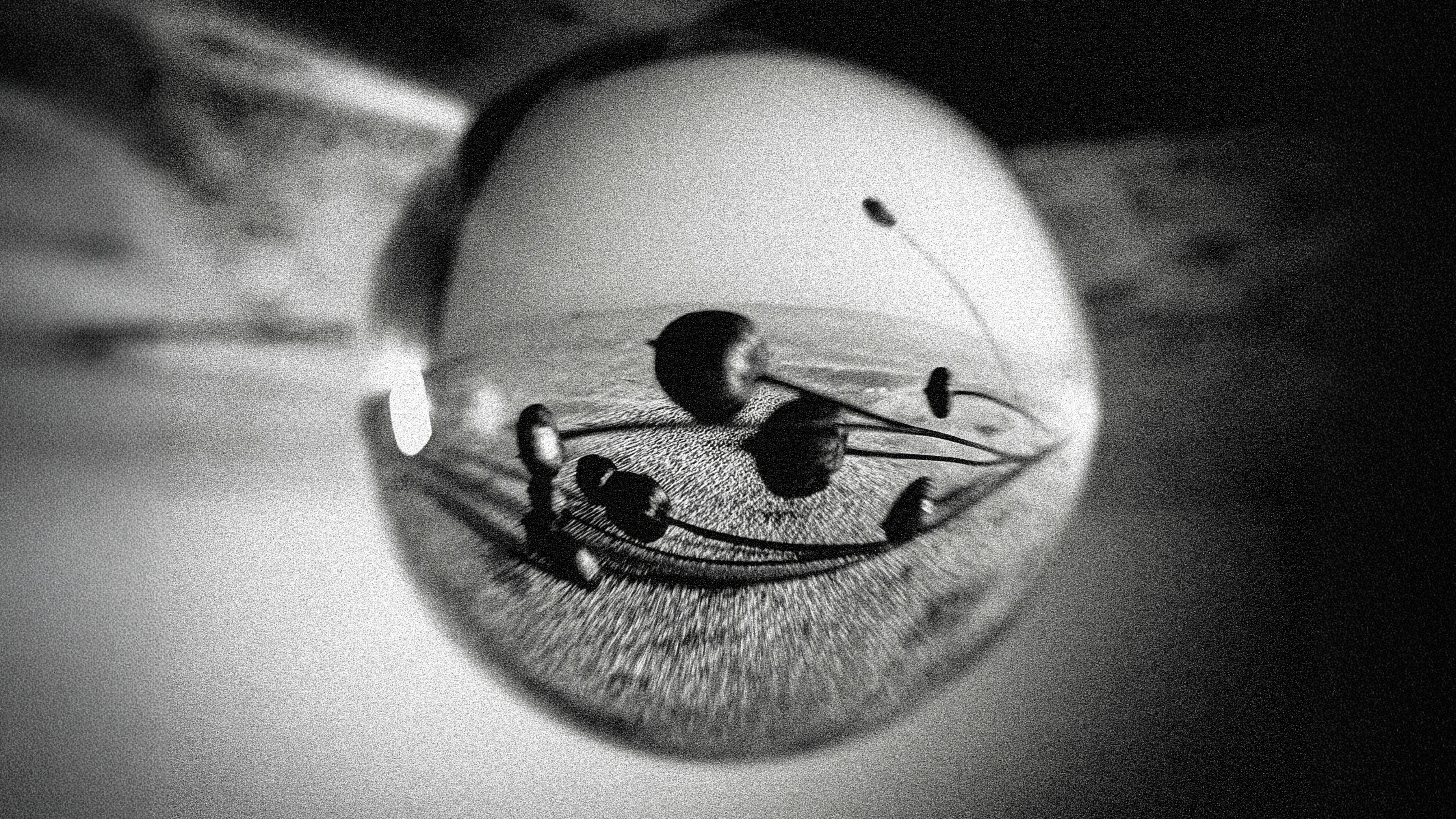 Black and white reflection of flowers in glass sphere