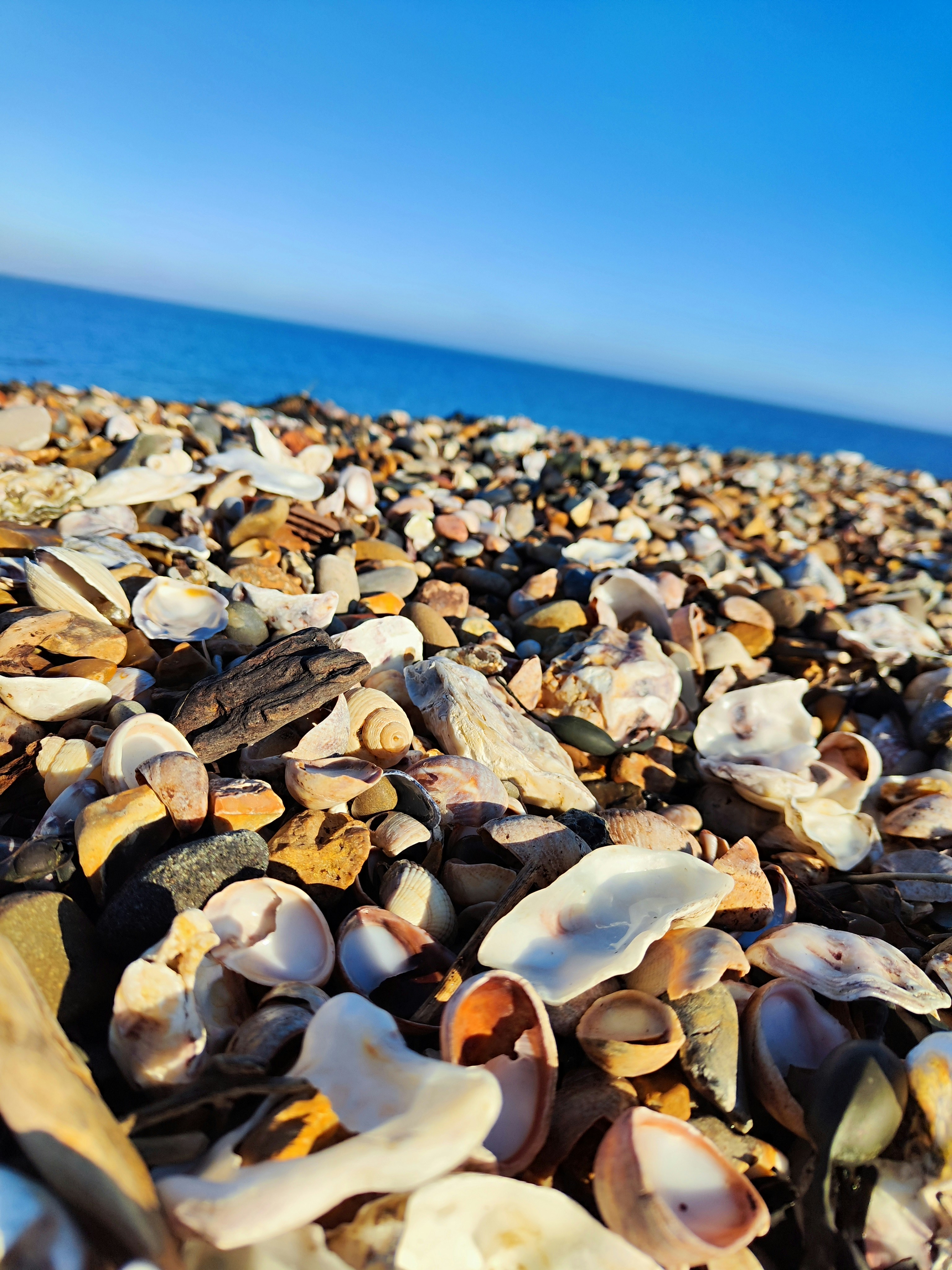 Seashells and pebbles on a sunny beach.
