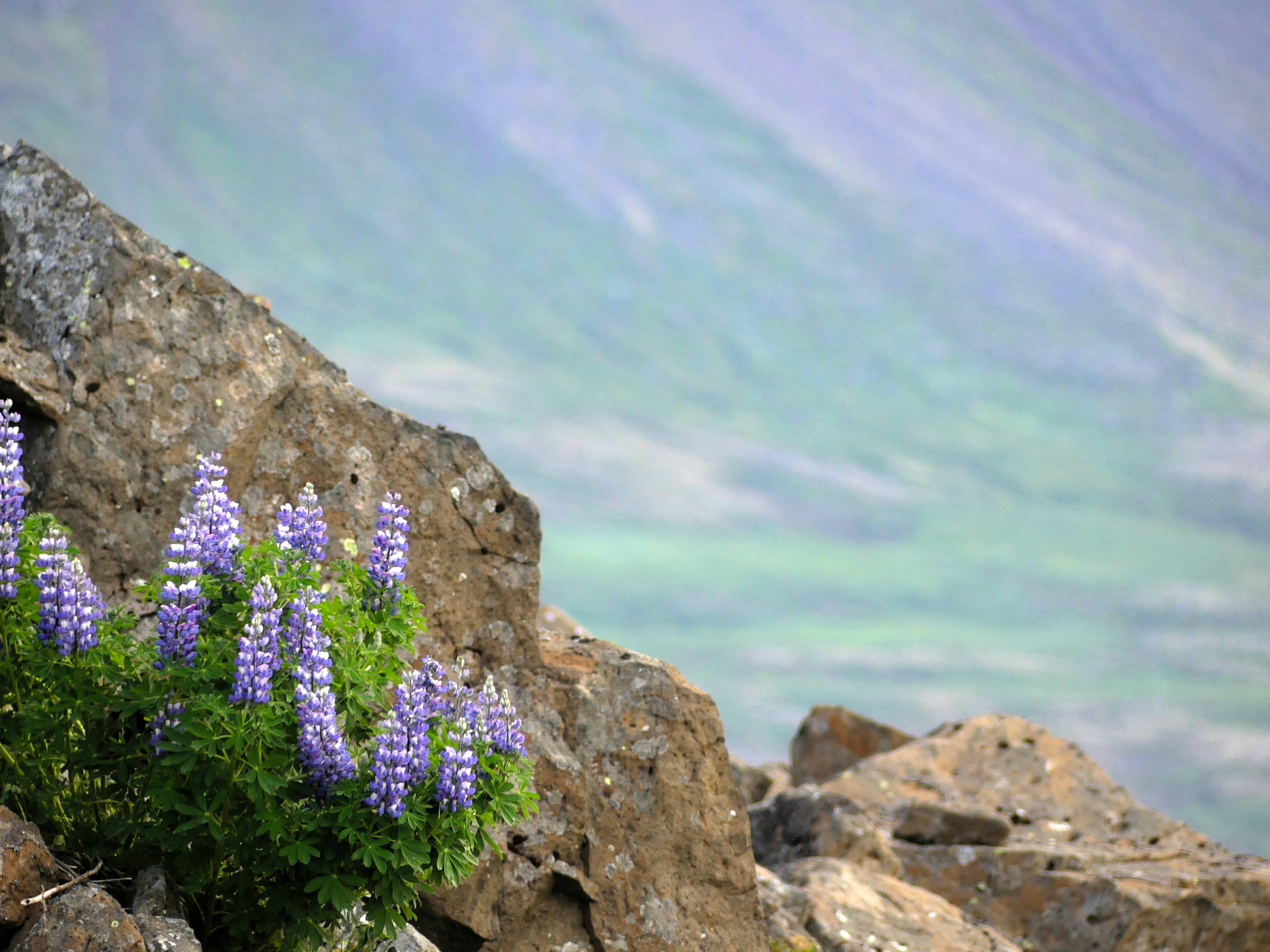 Purple Lupine Nook on a Rocky Slope