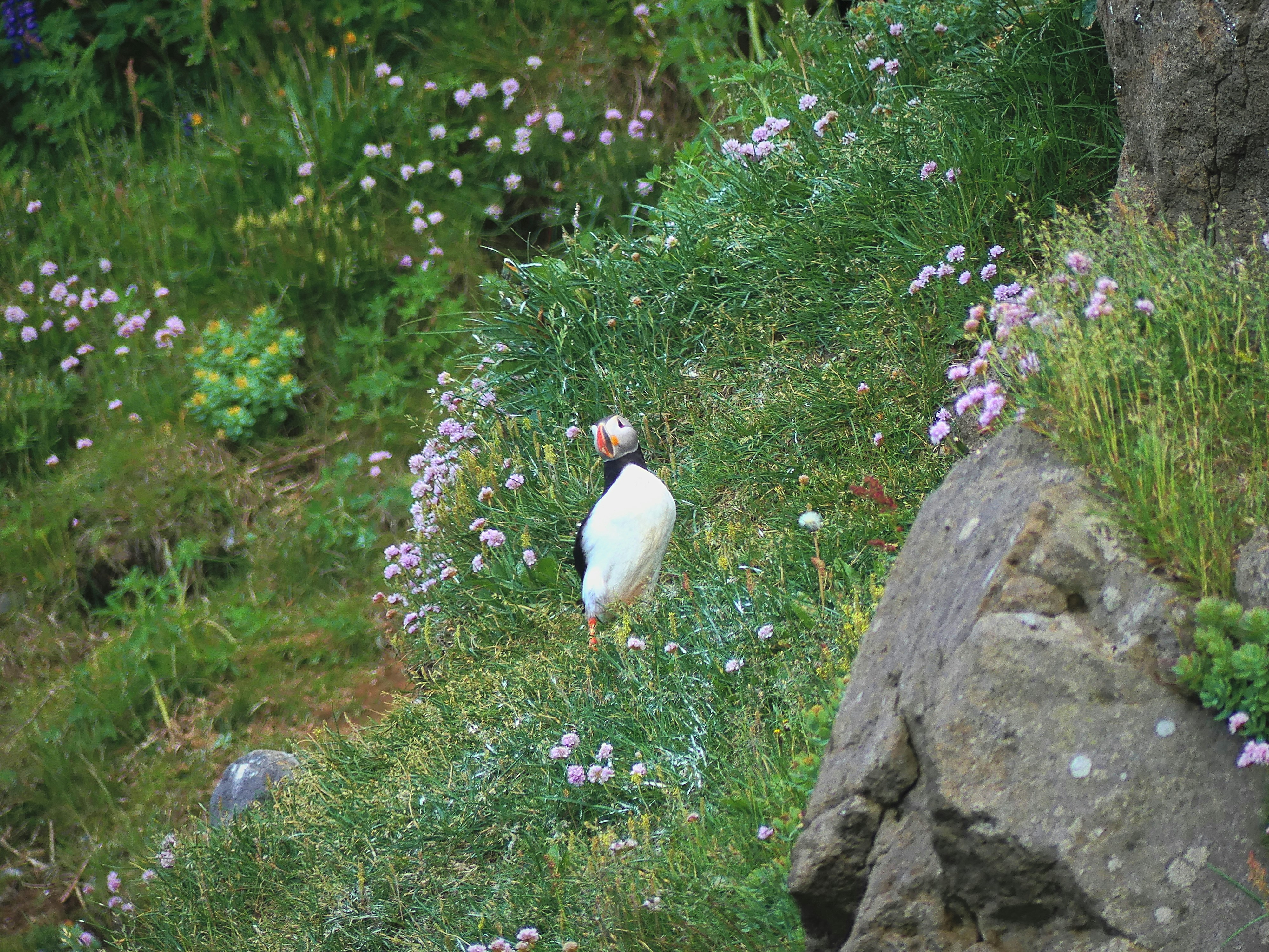 White bird on flowering hillside framed by rocks