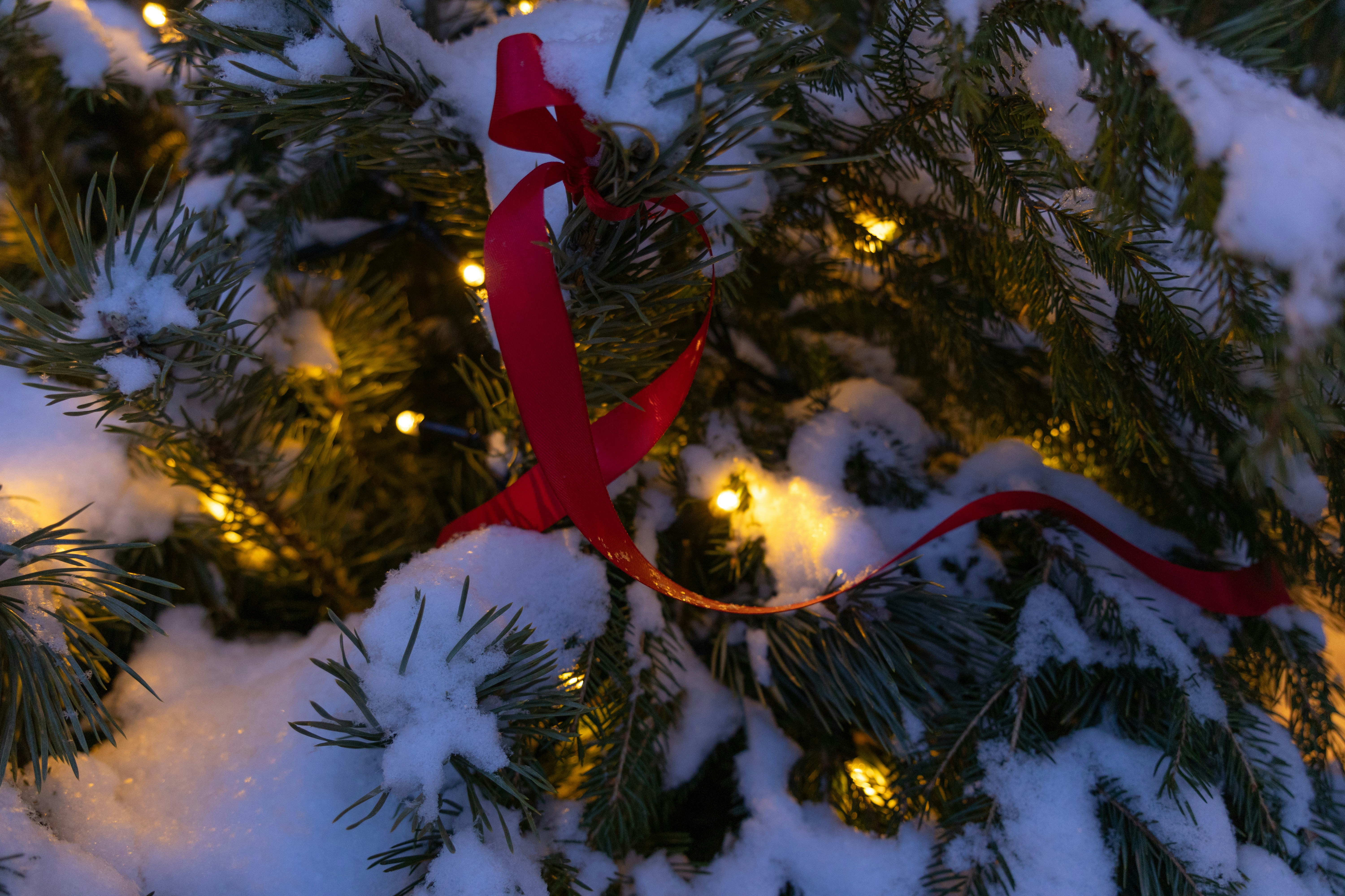 Red Ribbon Serenade on Snowy Pine