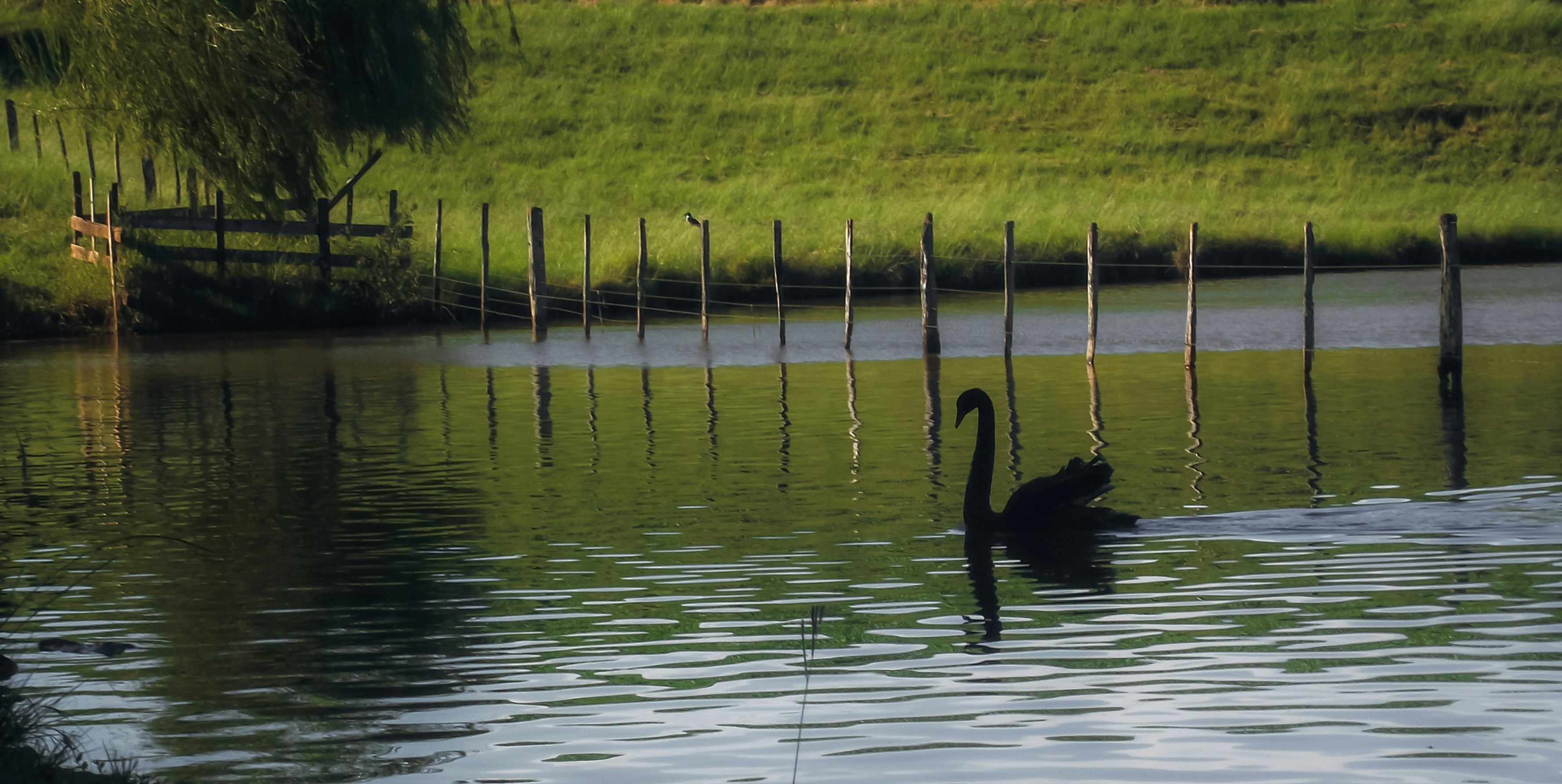 A black swan swims on a calm lake.