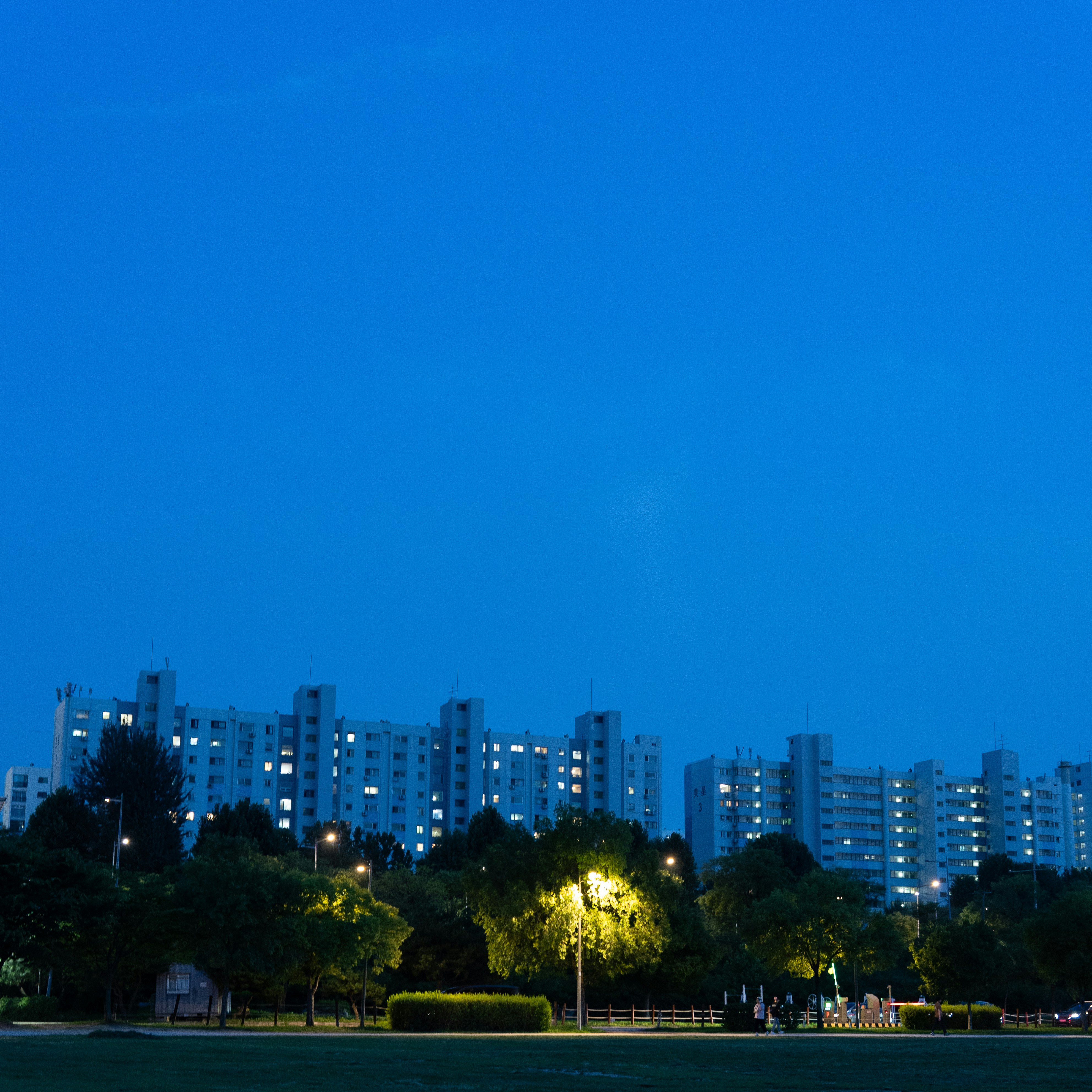 Evening Skyline: Rows of Lamps and Trees Meet the Residential Horizon