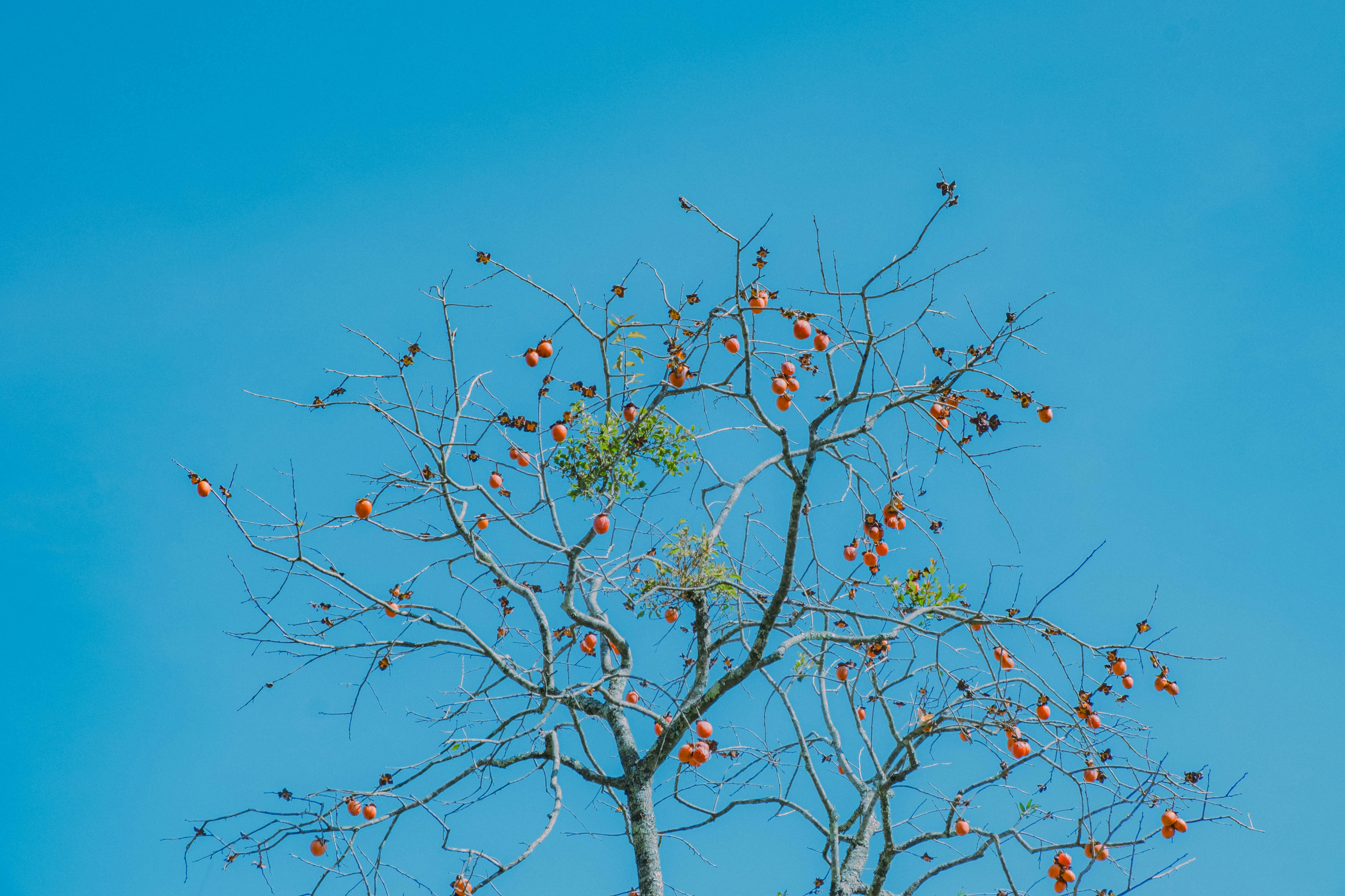 Bare tree with orange fruits against blue sky photo – Free Autumn Image ...
