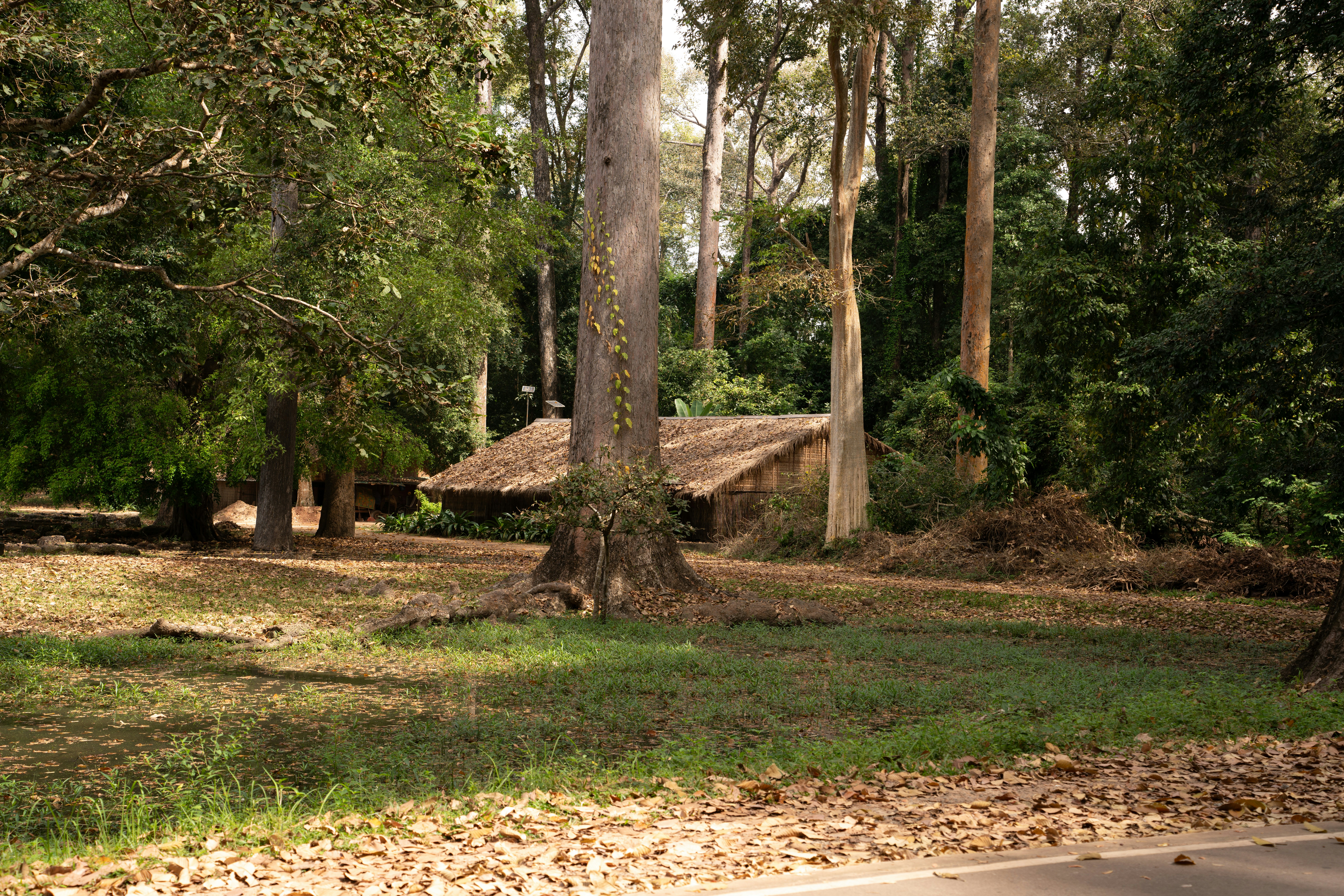 Forest Hut Hidden in Plain Sight