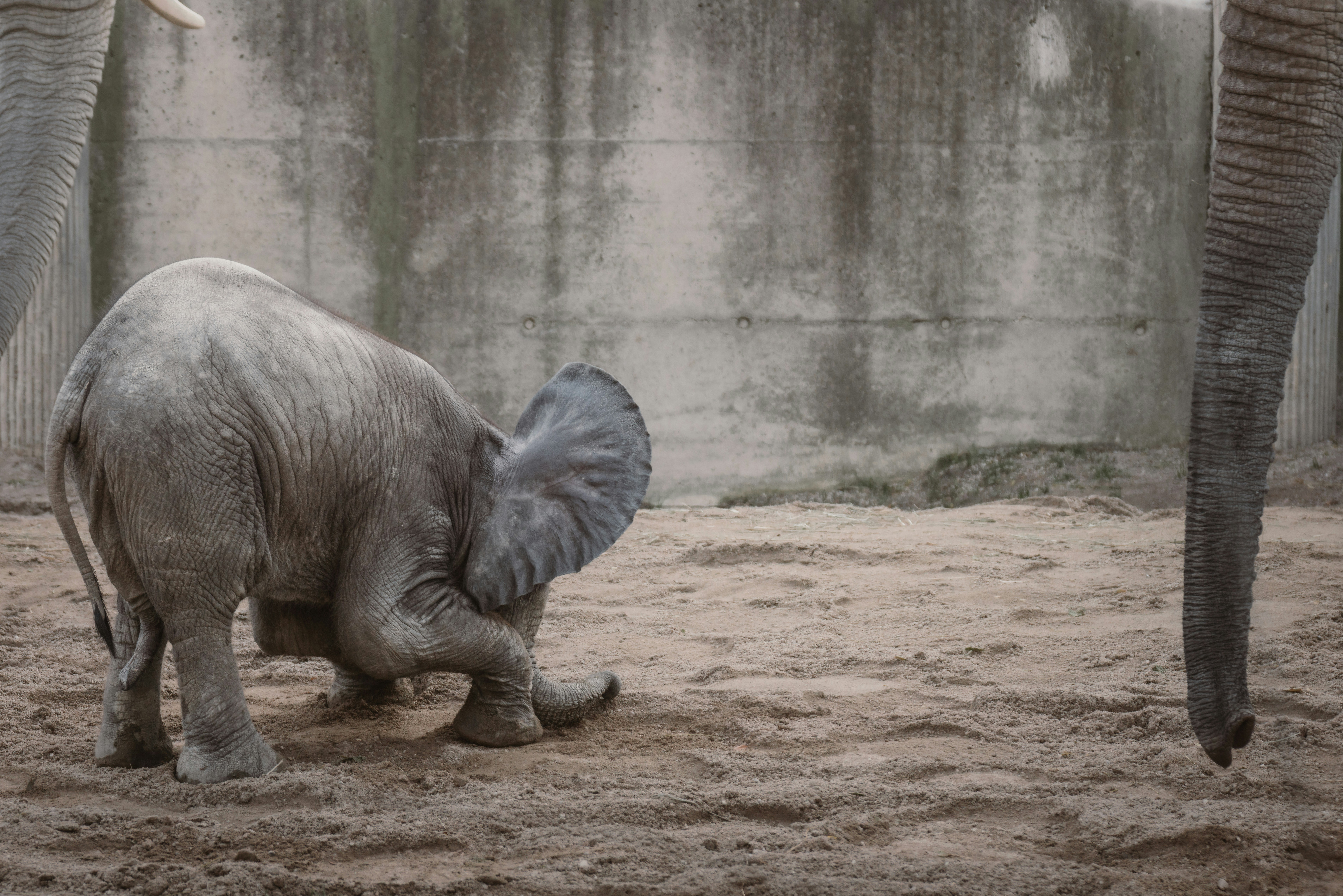 Baby Elephant in Sand: a quiet moment near the enclosure wall