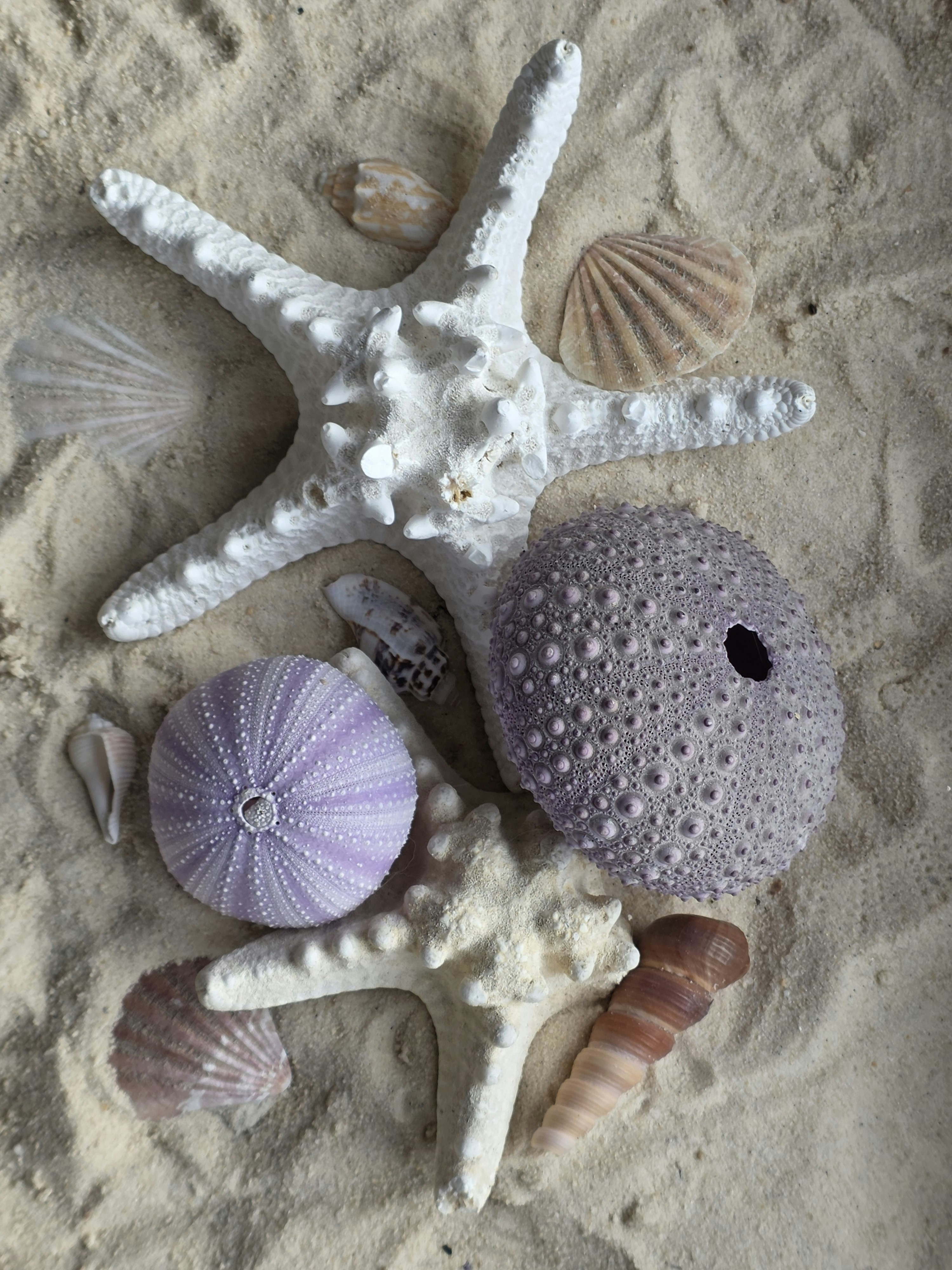 Shells, starfish, and urchins on the sand