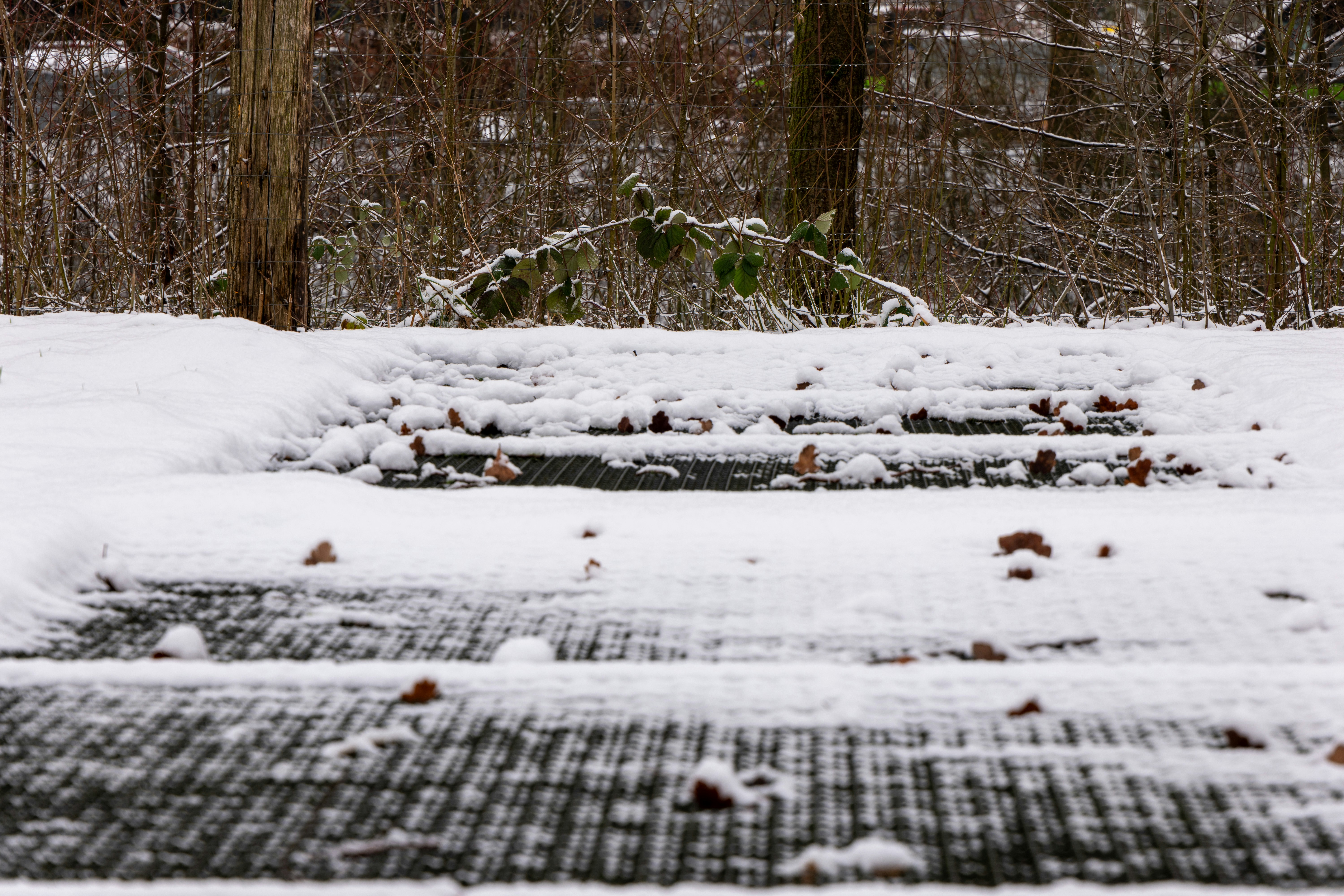 Snow-Patterned Steps vanish into a frost-kissed forest