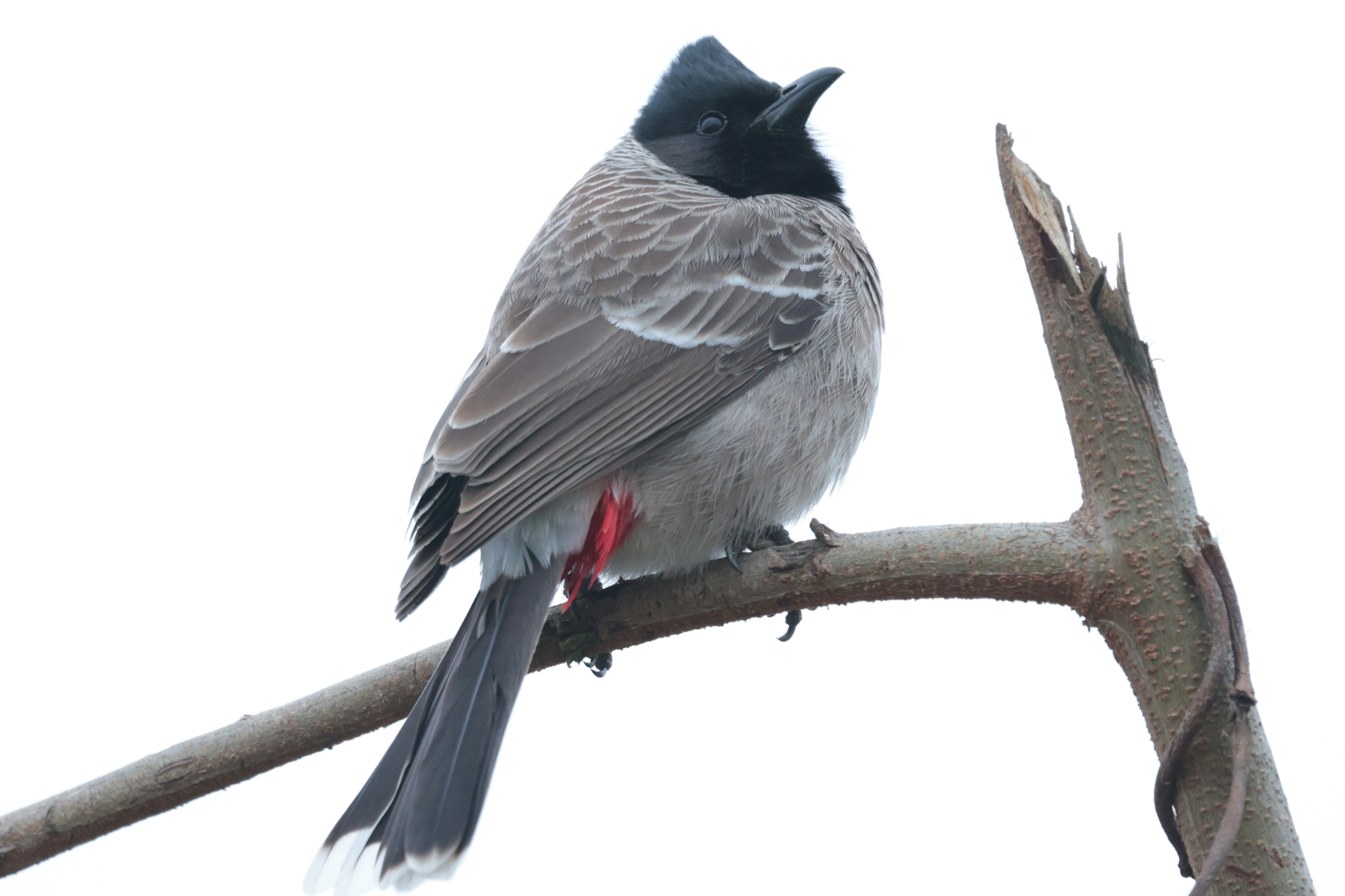 Perched Black-capped Songbird with Scarlet Leg Graces a Bare Branch