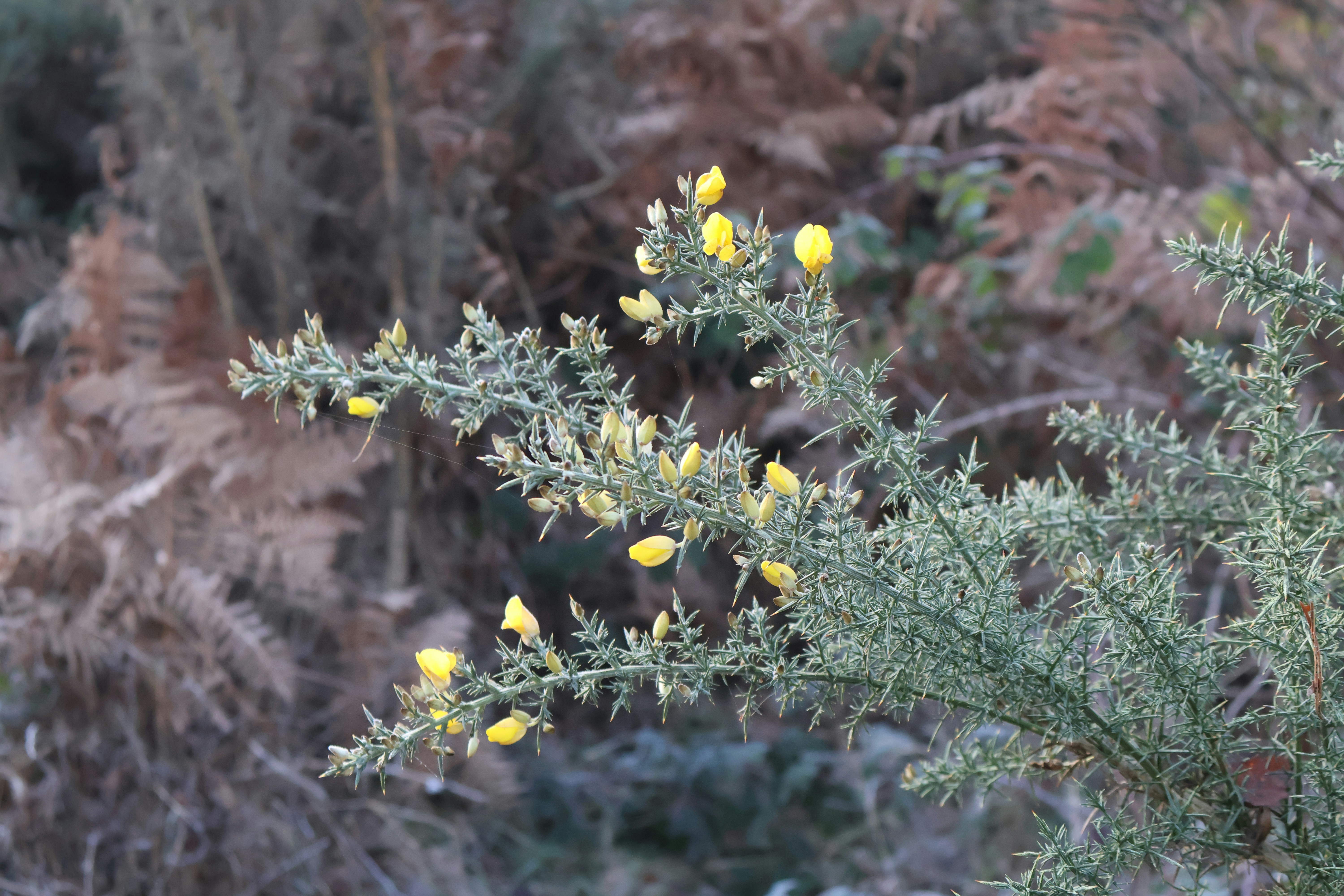 Yellow-budded sprigs against a muted woodland backdrop