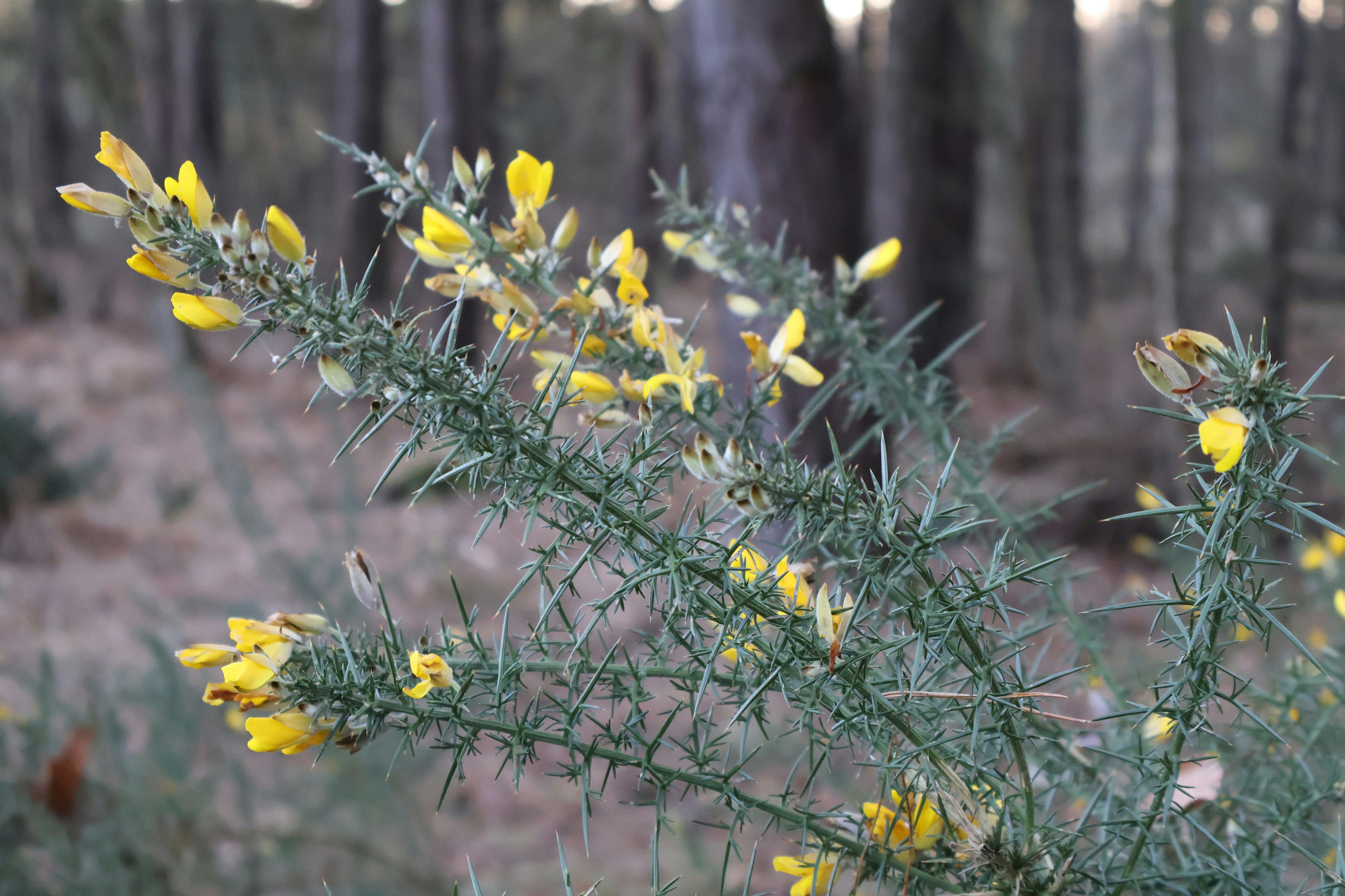 A flowering gorse bush with yellow blossoms in a forest.