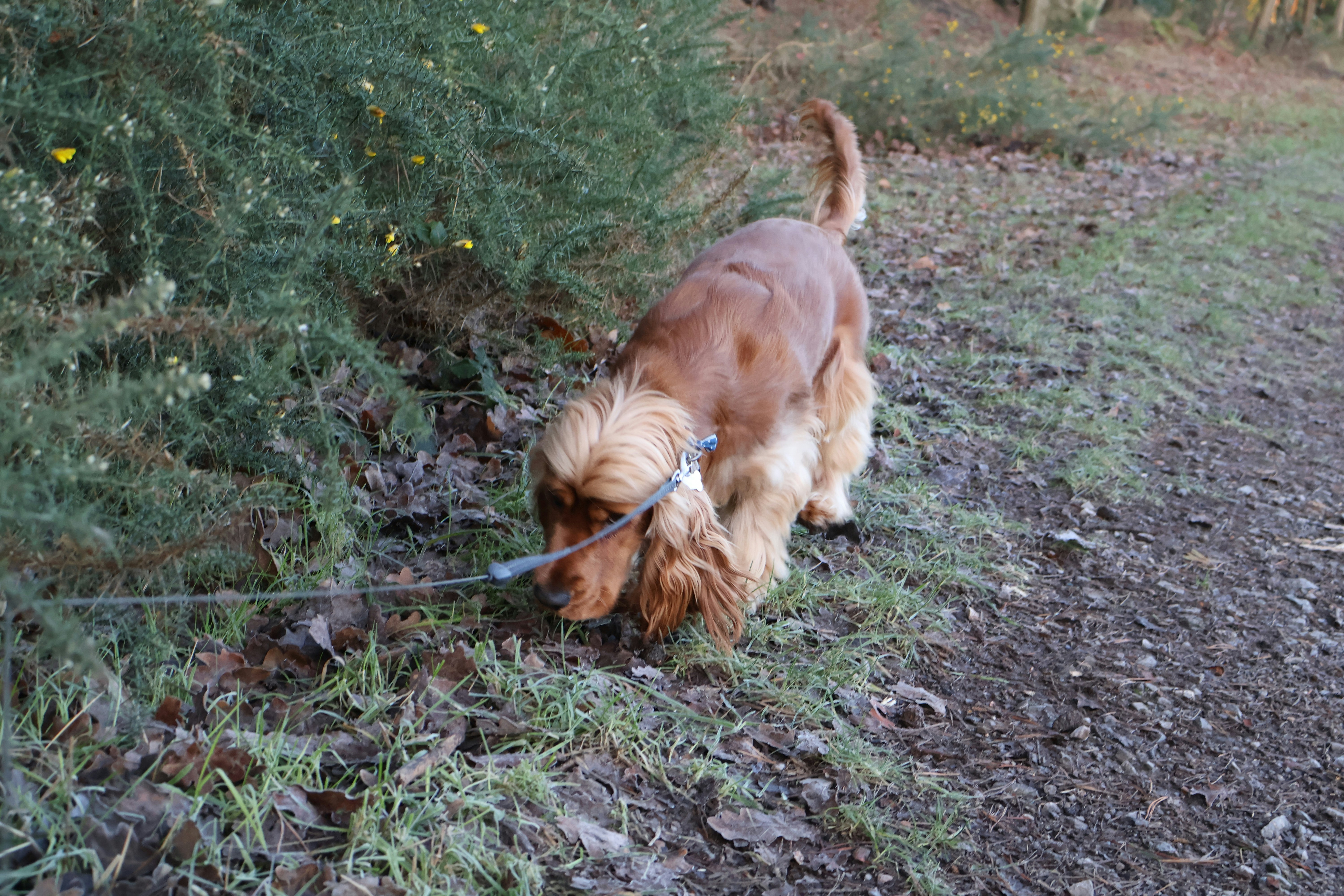 Terrier on a Leafy Trail: Curious Sniff and Sturdy Steps