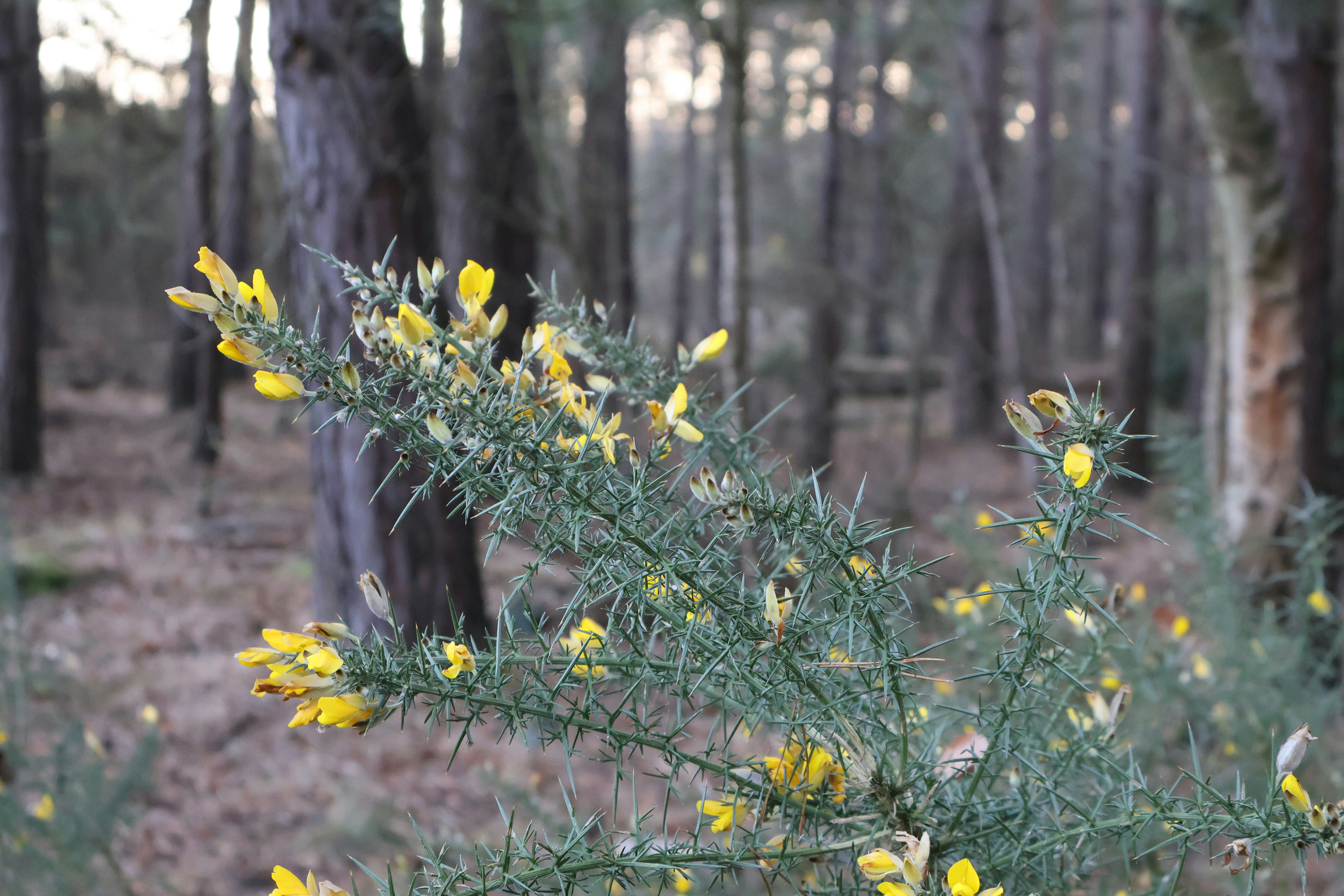Amber Trails: Yellow blossoms in a quiet pine grove