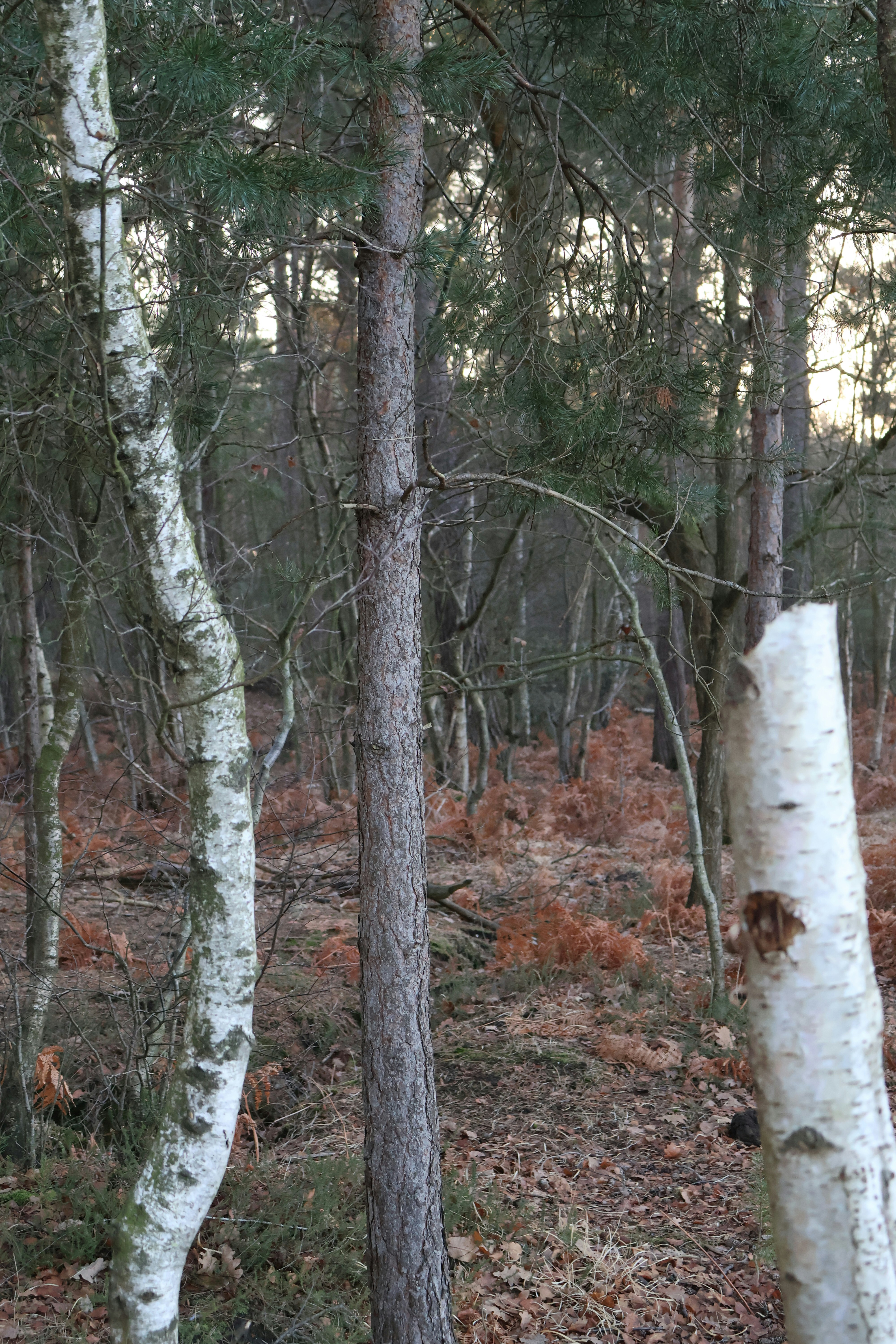 Birch Trunk Silence: Forest Path Through the Pines