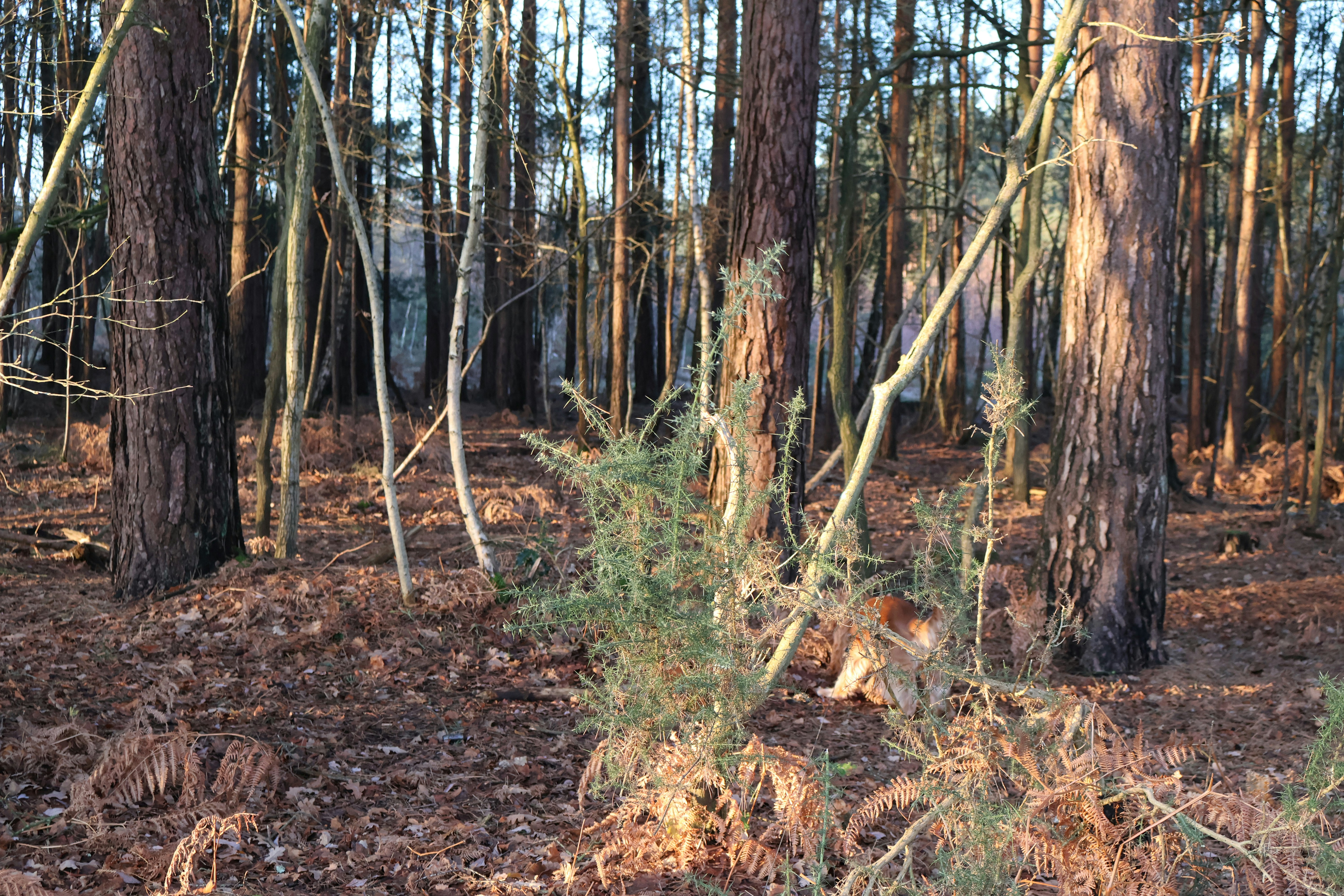Sunlit Sage in a Quiet Pine Forest