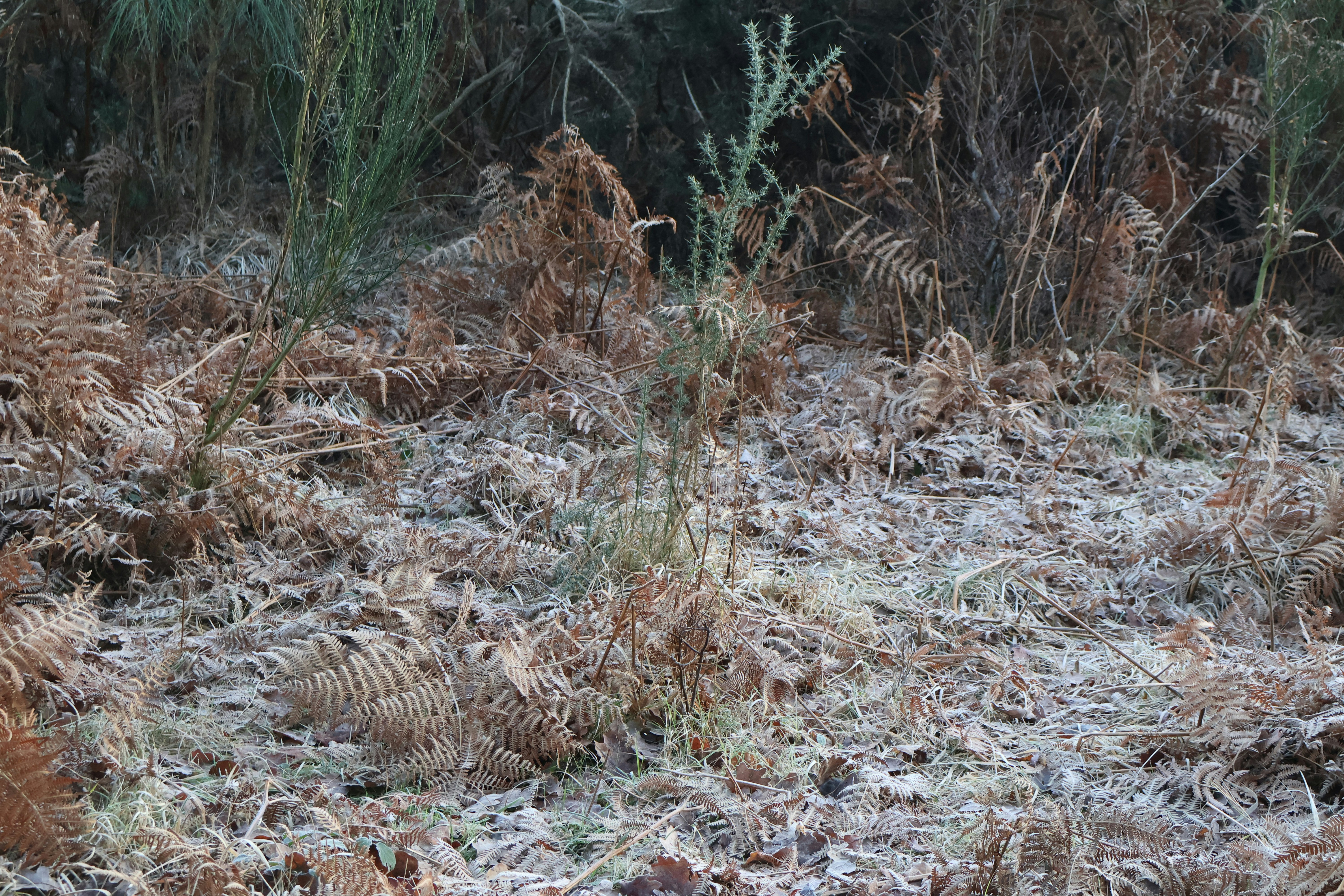 Frosty Fern Bed at Edge of a Quiet Field