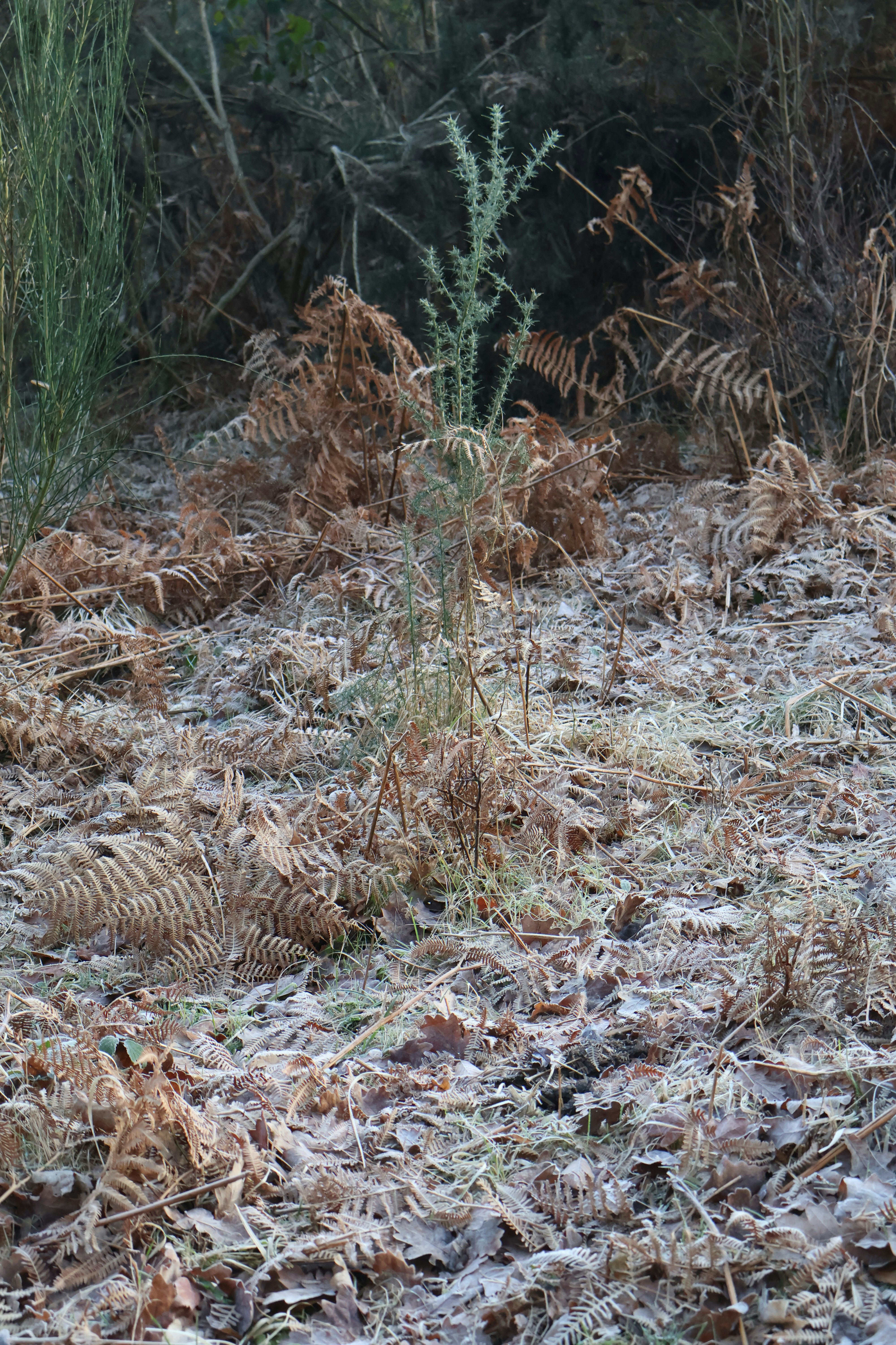 A solitary fern rises among frost-kissed undergrowth