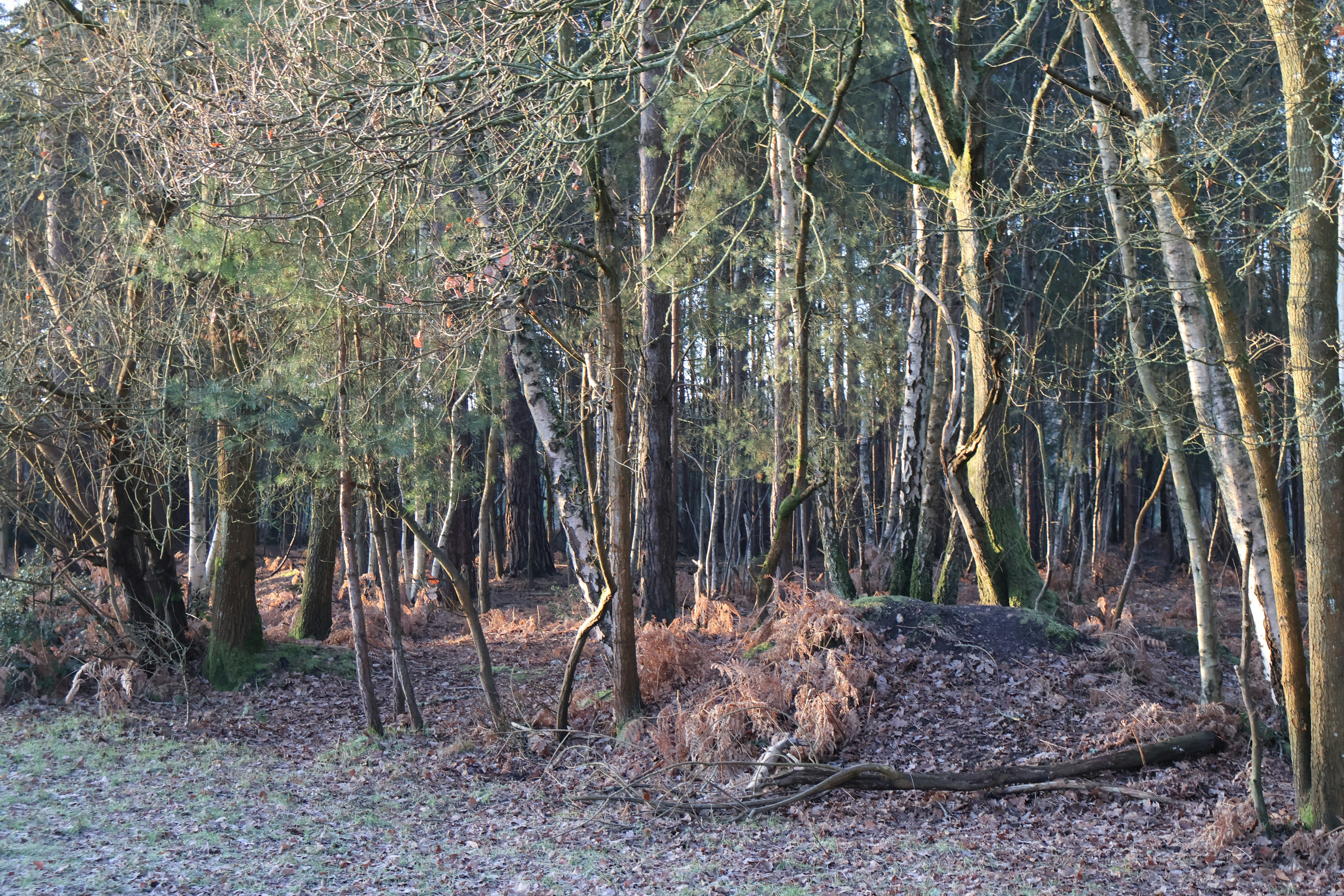 Forest Floor in Quiet Dusk: A Tangled Edge of Trees