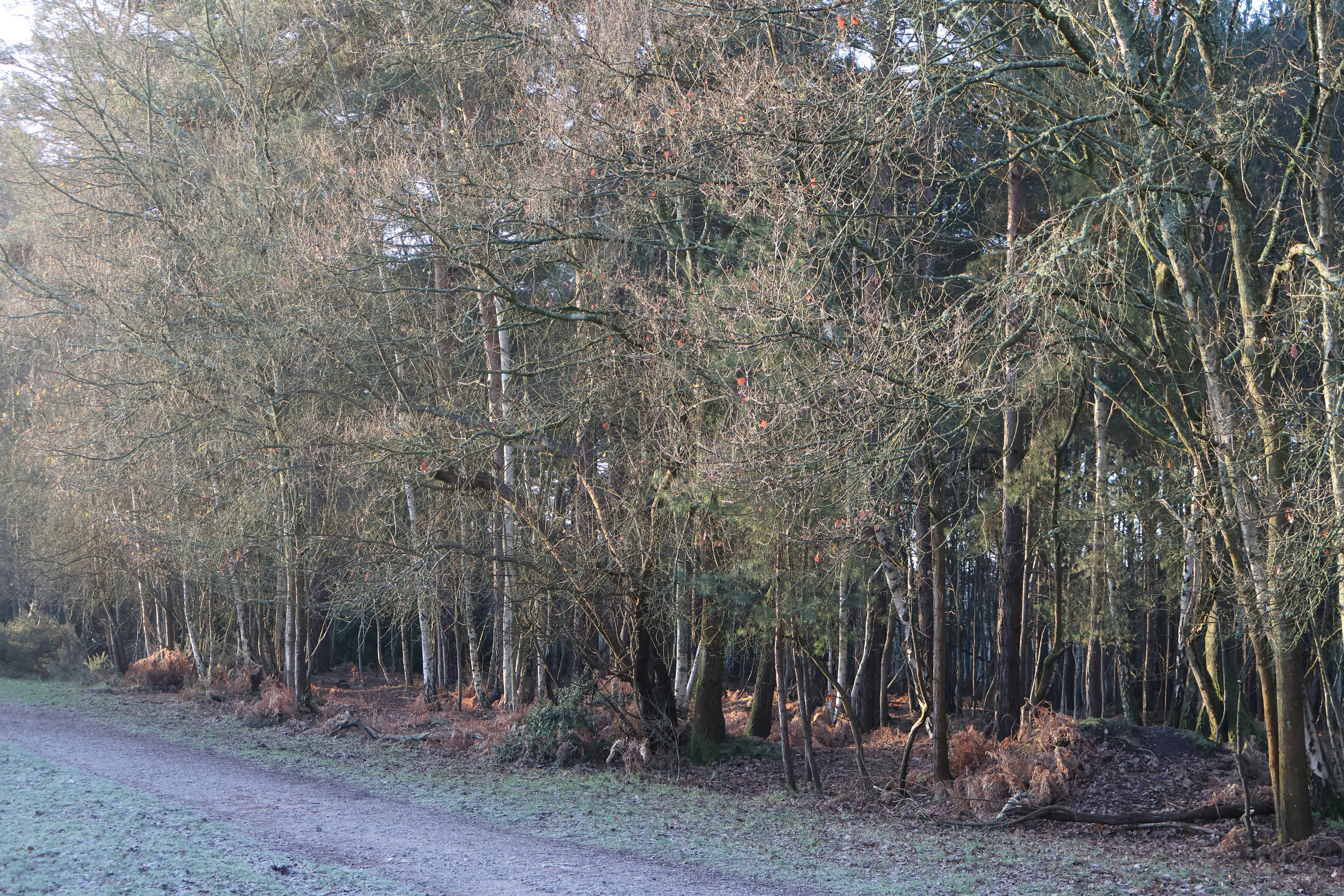 A frost-kissed path through a quiet stand of trees