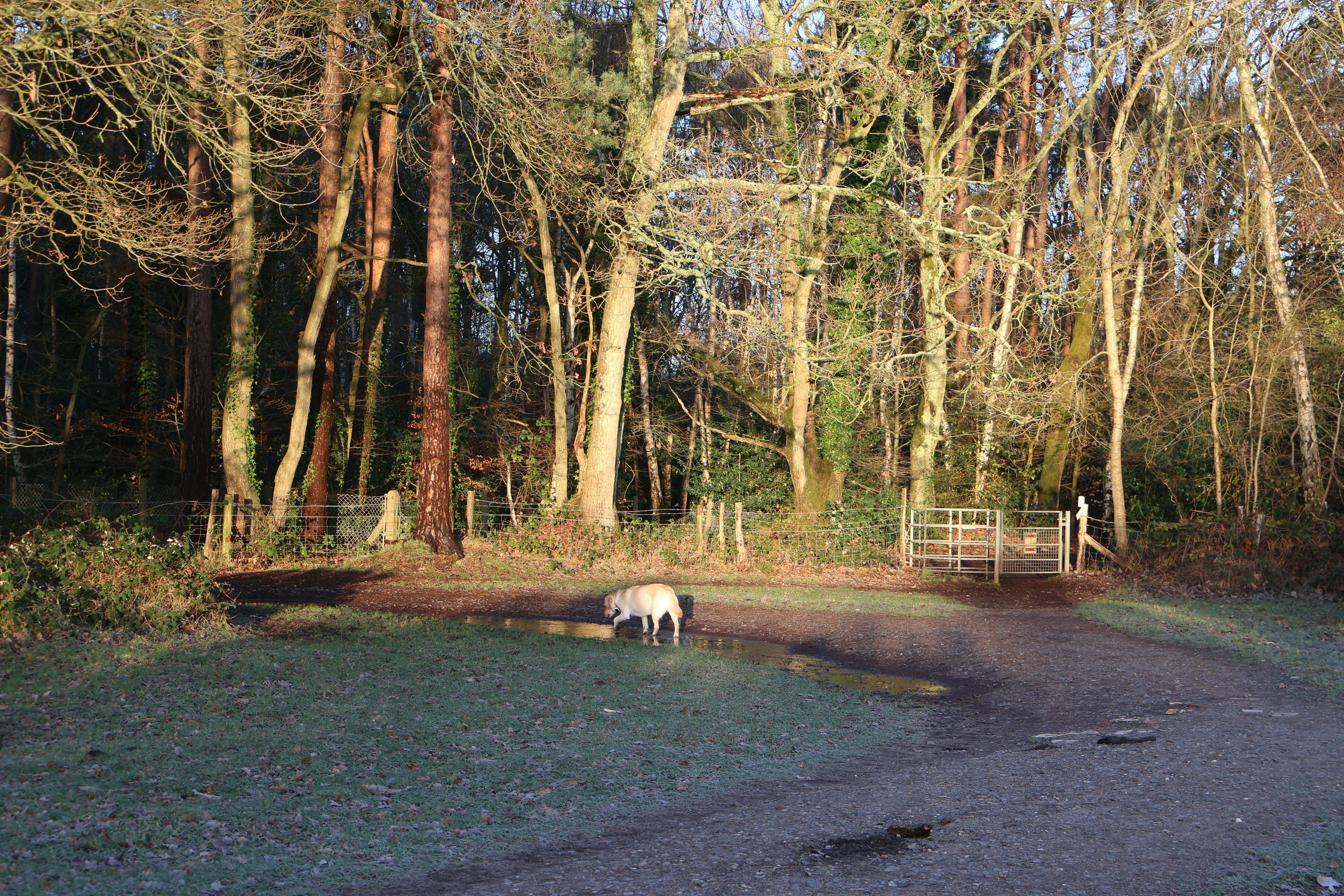 A Lone Sheep in the Quiet Farmyard as Morning Light Filters Through Trees