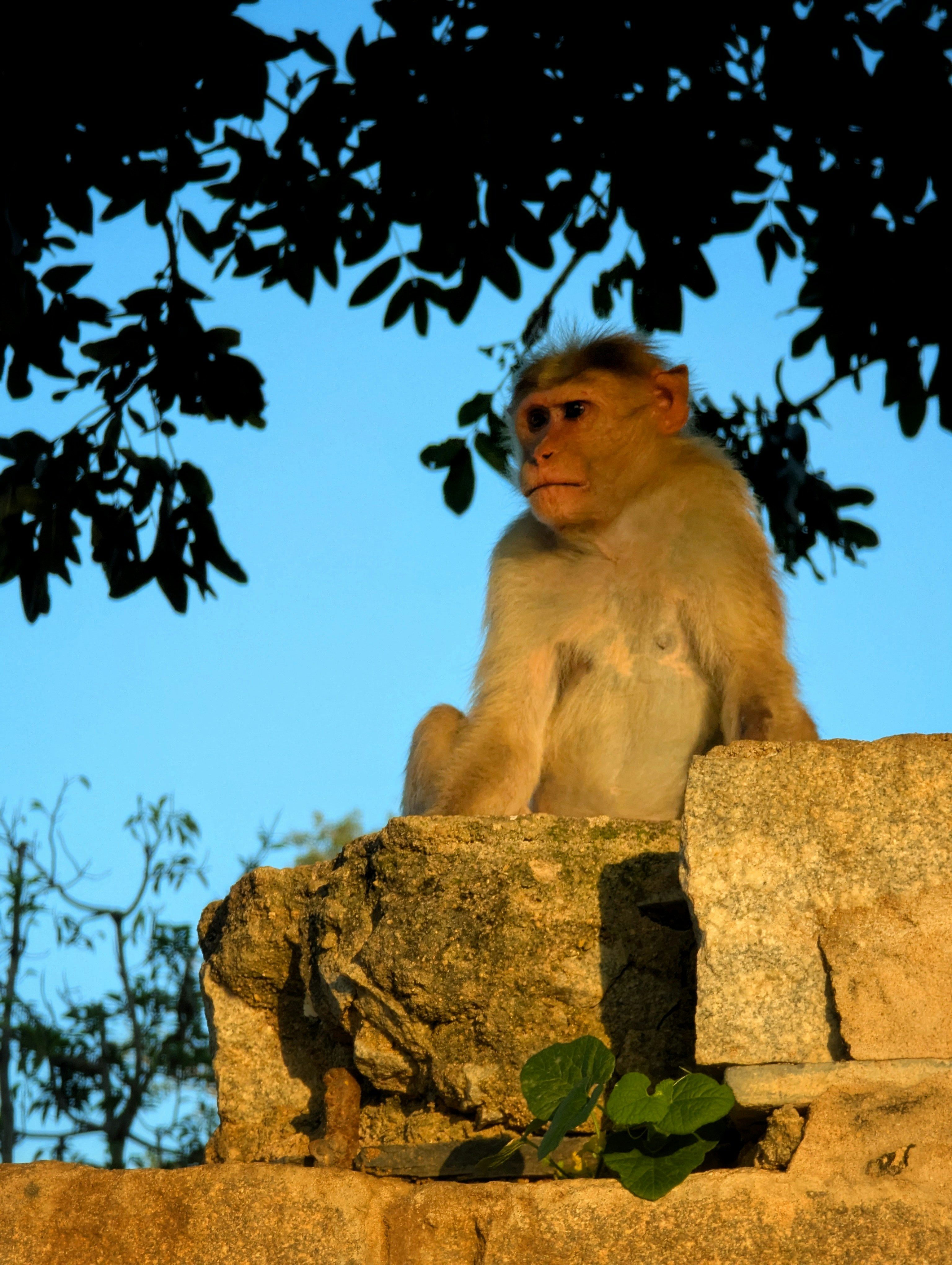 Monkey on a sunlit stone ledge under a leafy canopy