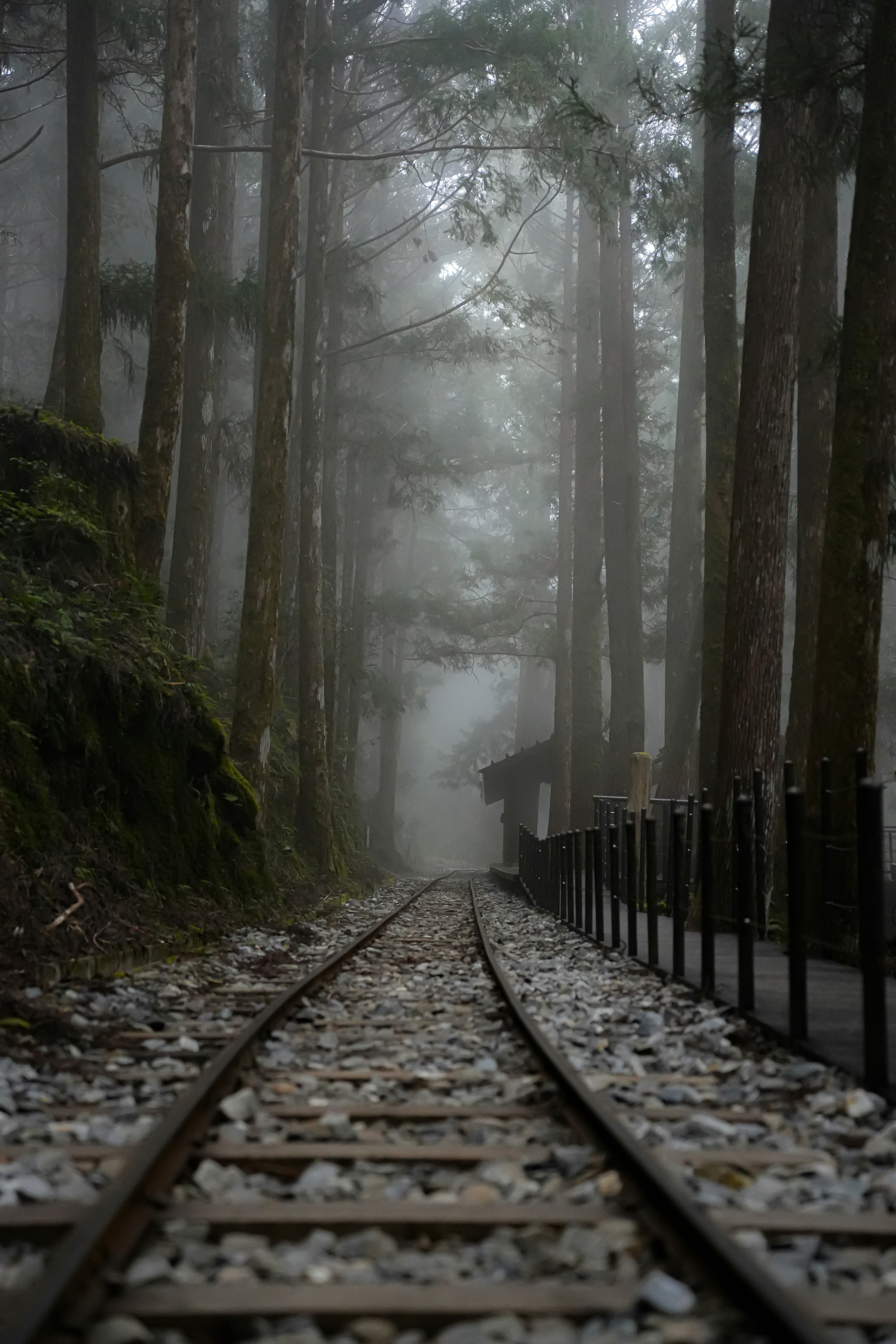 Fog-Quiet Rails Through a Mossy Forest