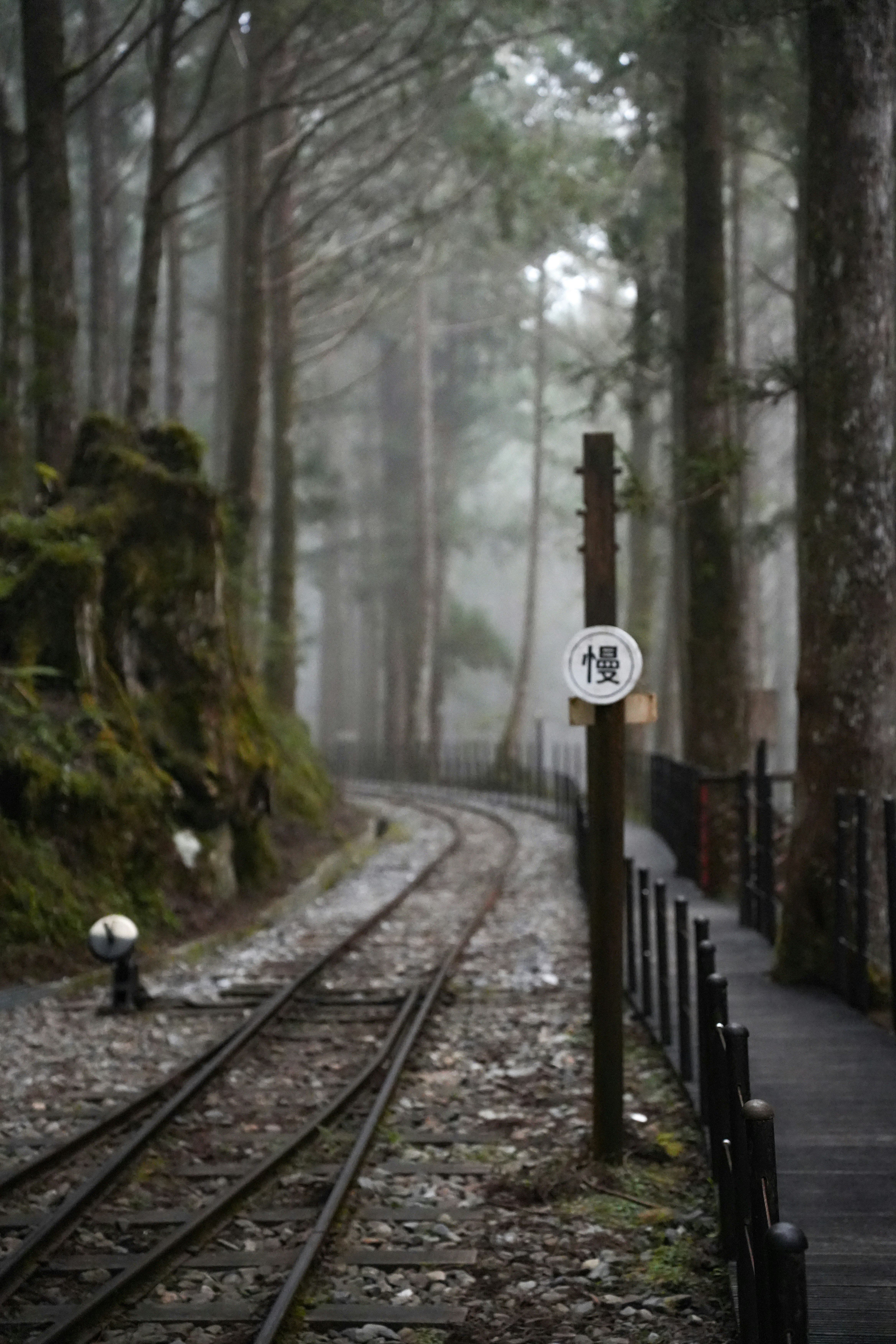 Mist on the Rails: A Quiet Track through the Forest