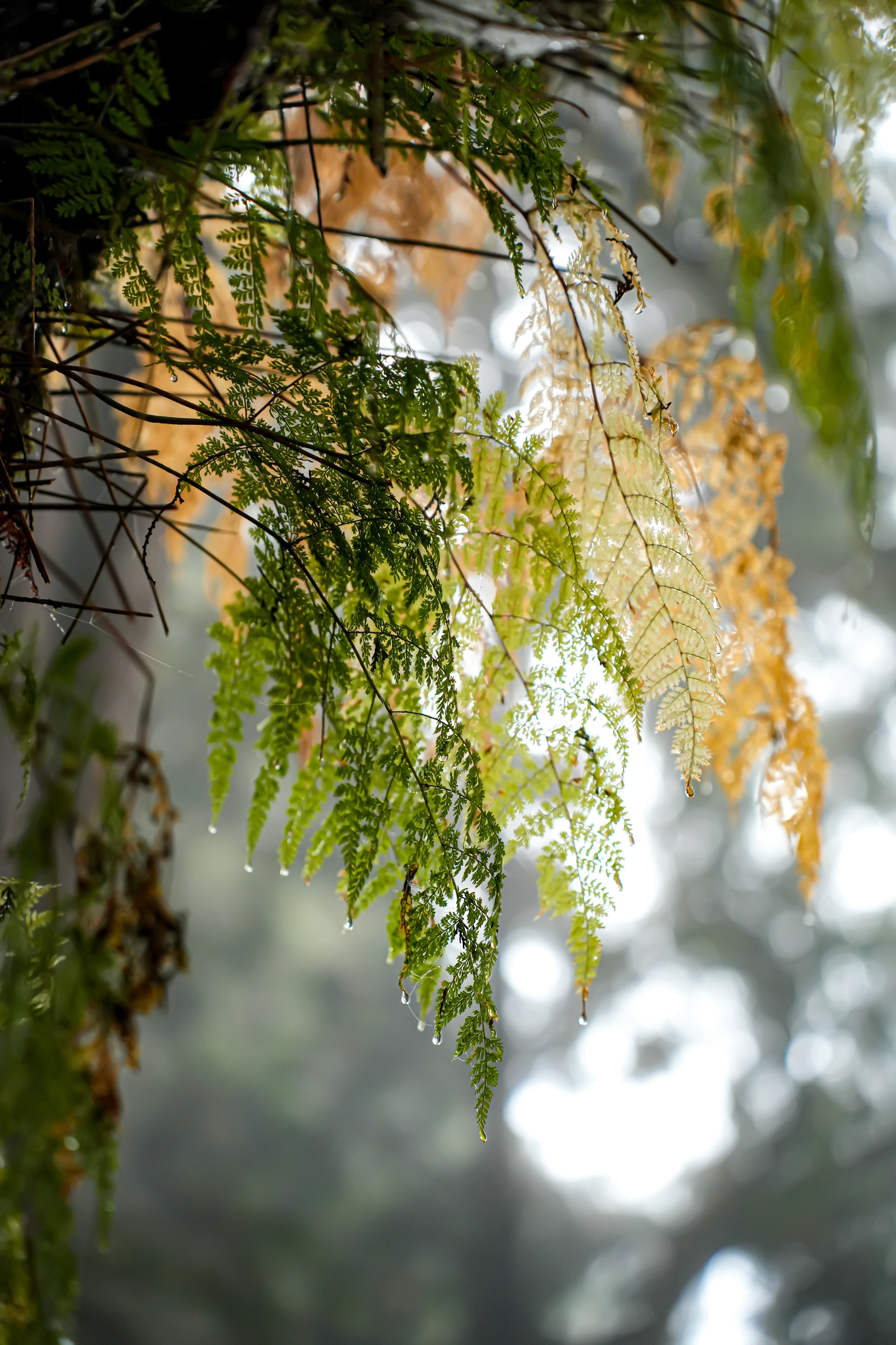 Fronds in Focus: Dew-Kissed Ferns in Soft Backlit Mystery