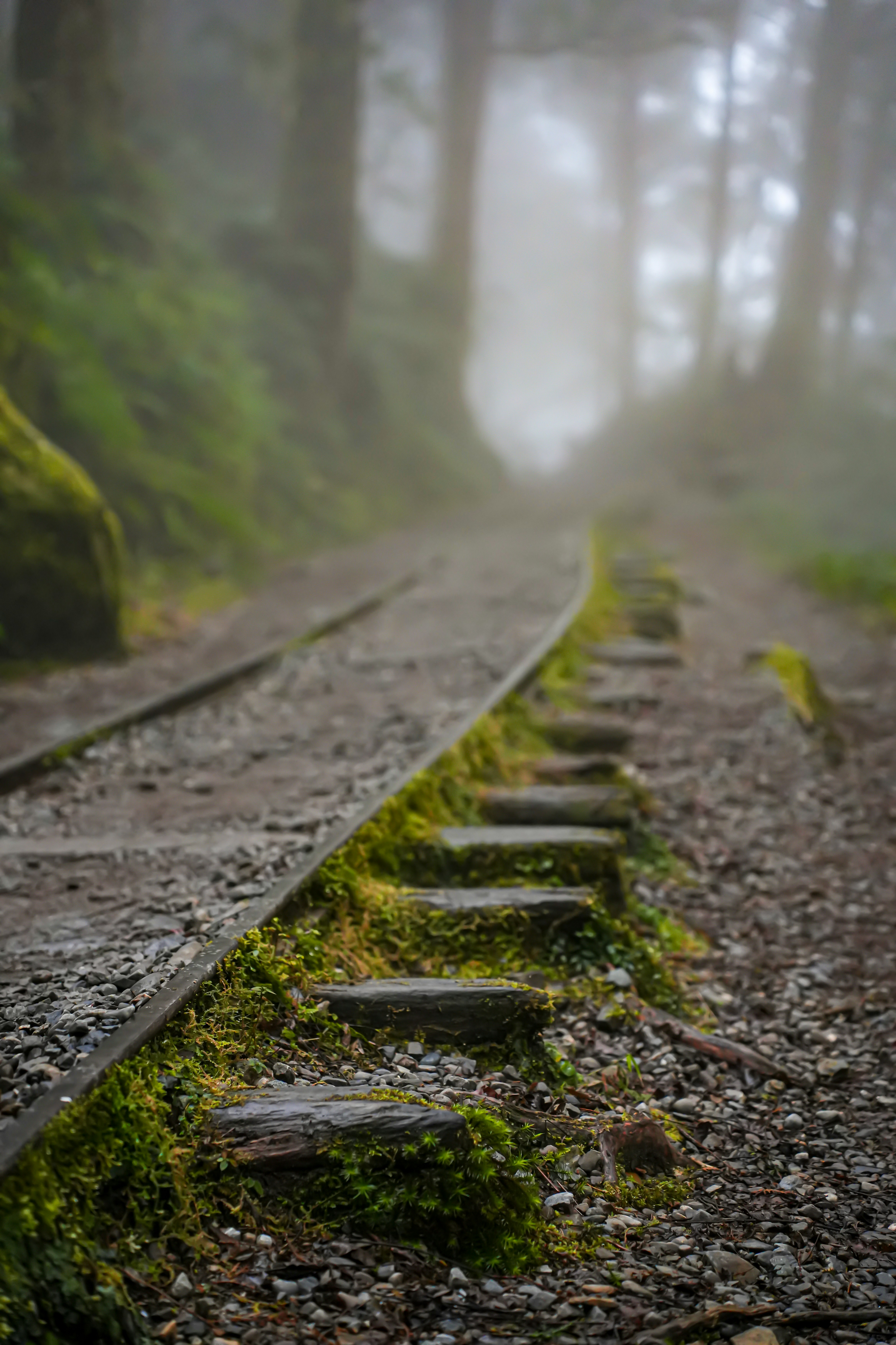 Mossy Tracks into the Mist