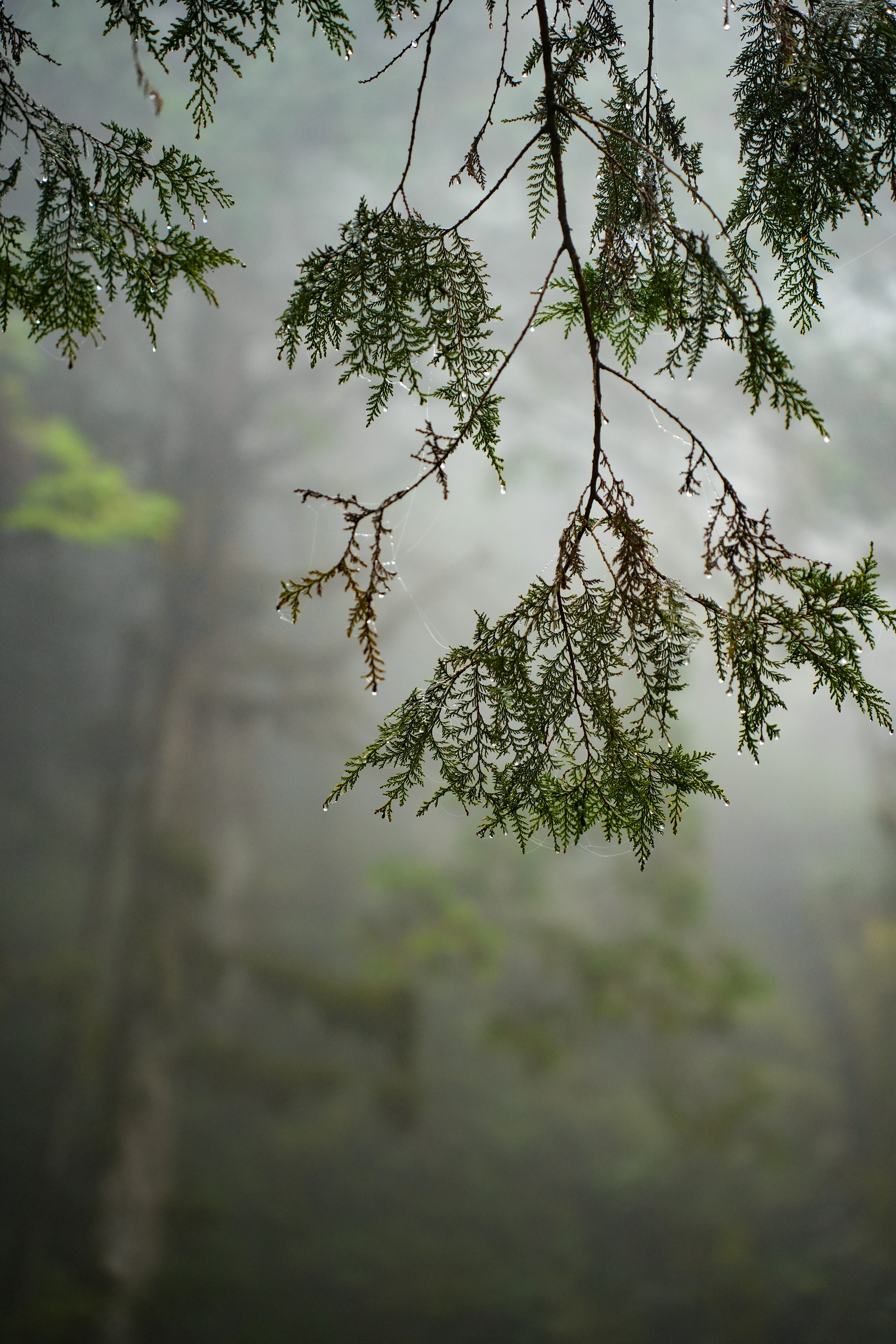 Sprigs of evergreen in a moody forest haze