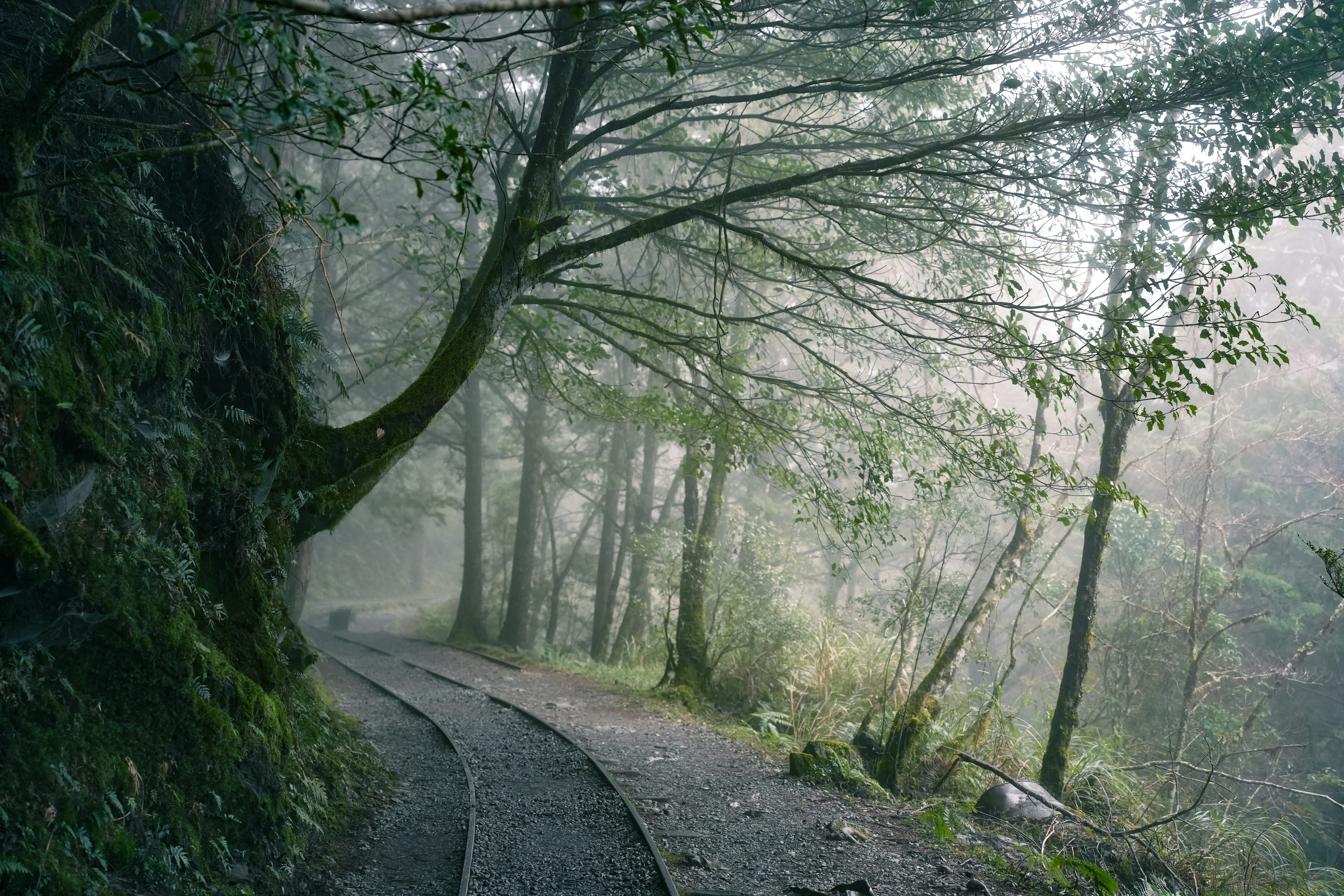 Mist-Lined Trail Curves into Quiet Pines