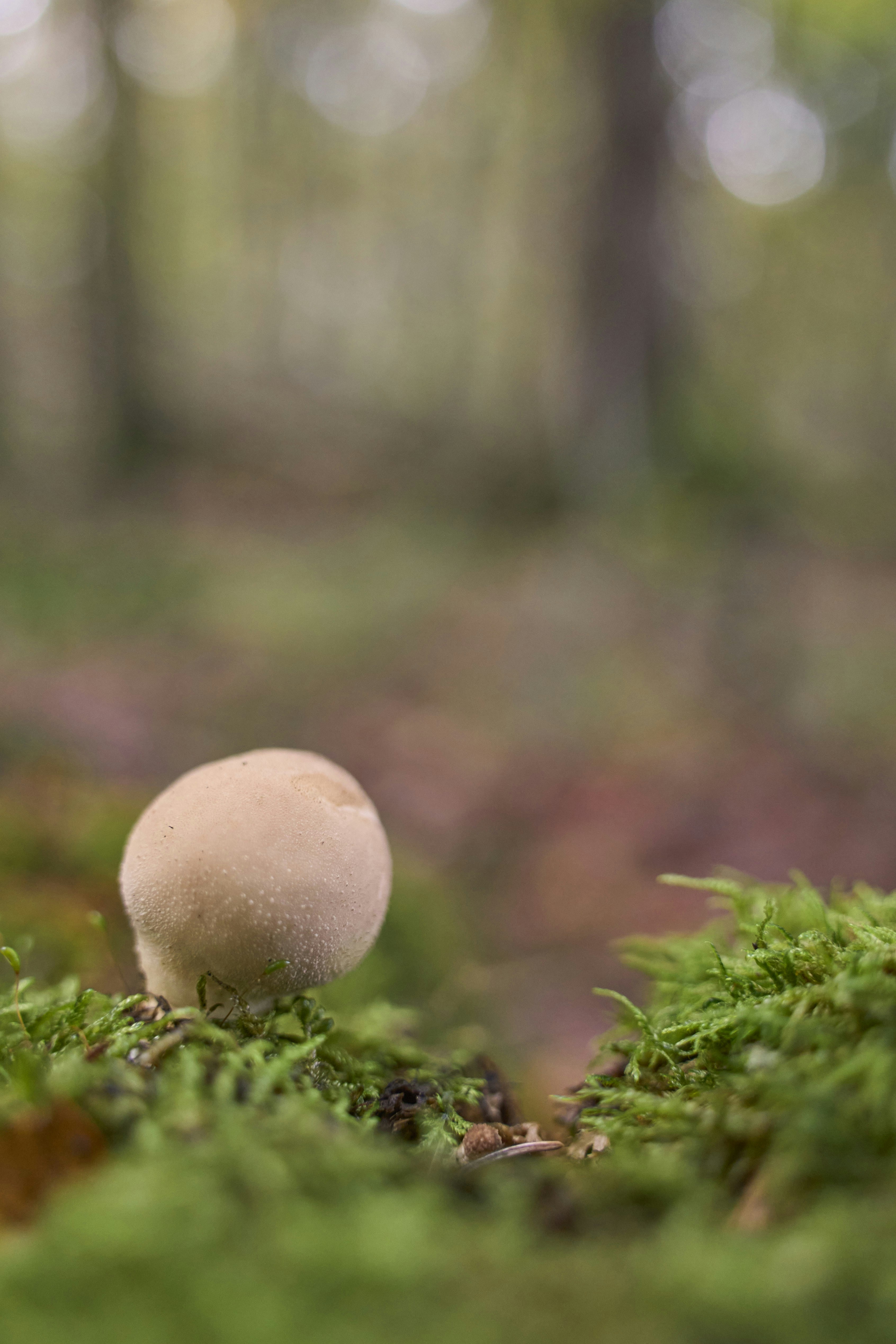 Mushroom on moss under forest veil
