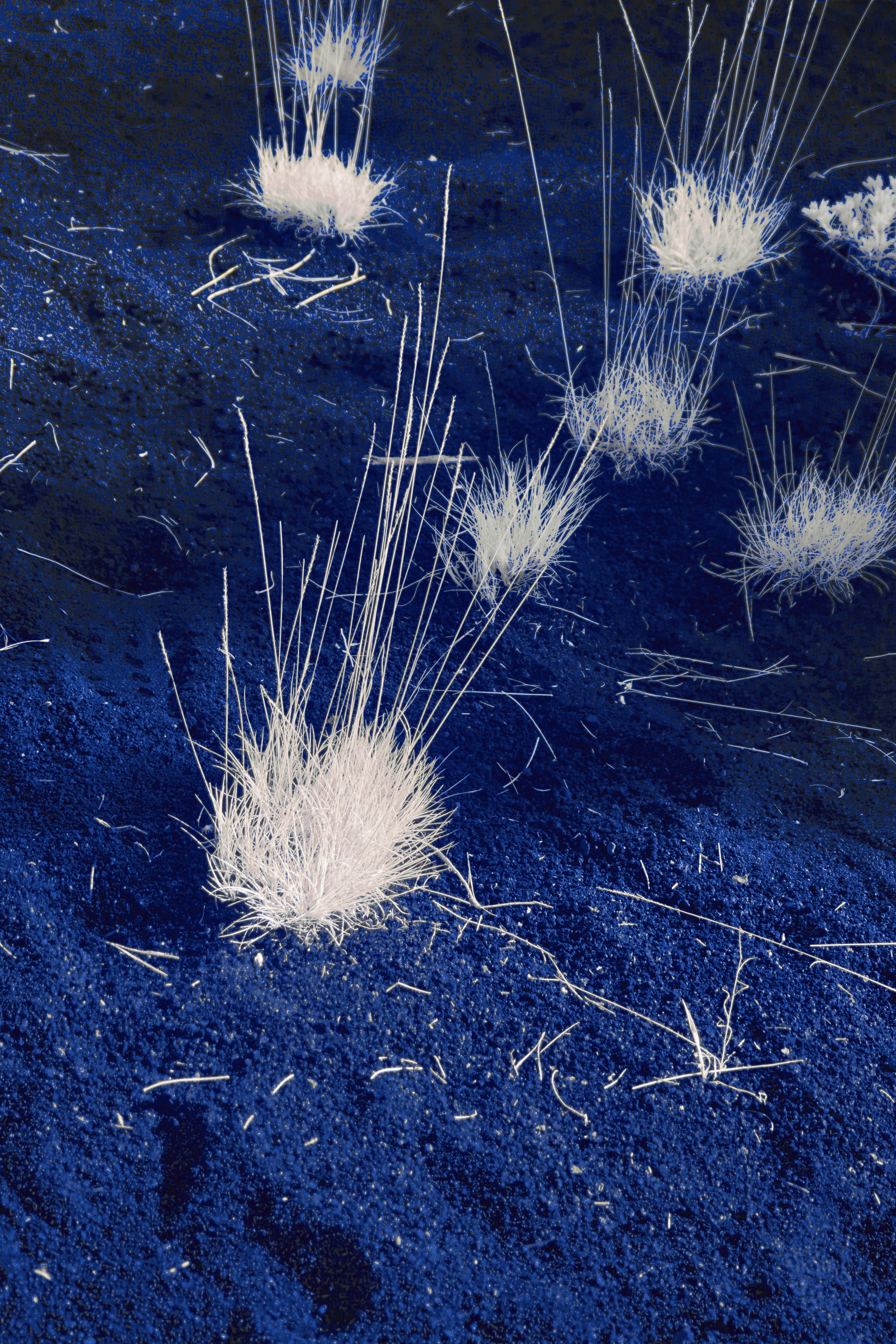 Tufts of White Grass on Deep Blue Soil Under Arctic Night