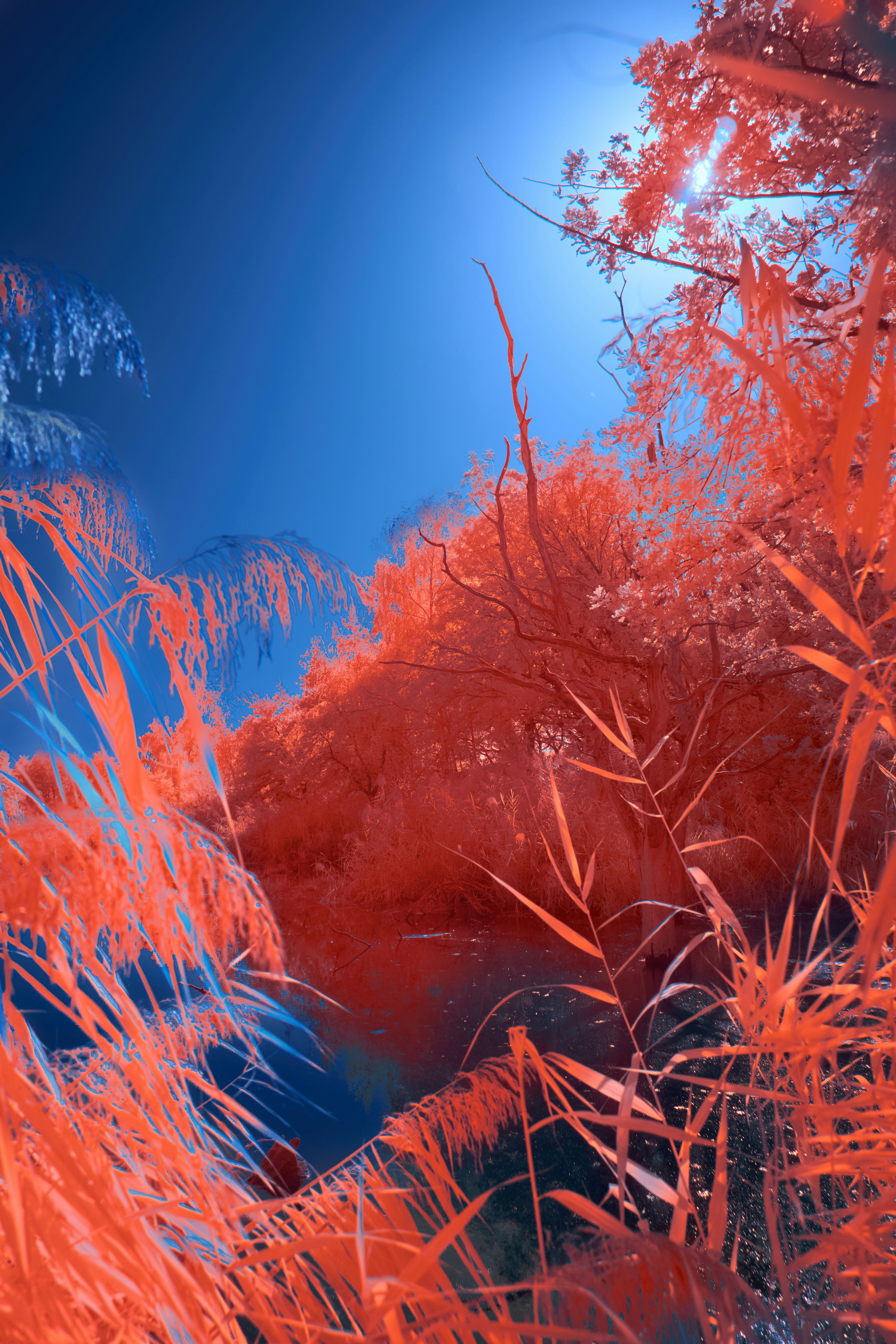 Crimson Reeds by the Sky-Kissed River