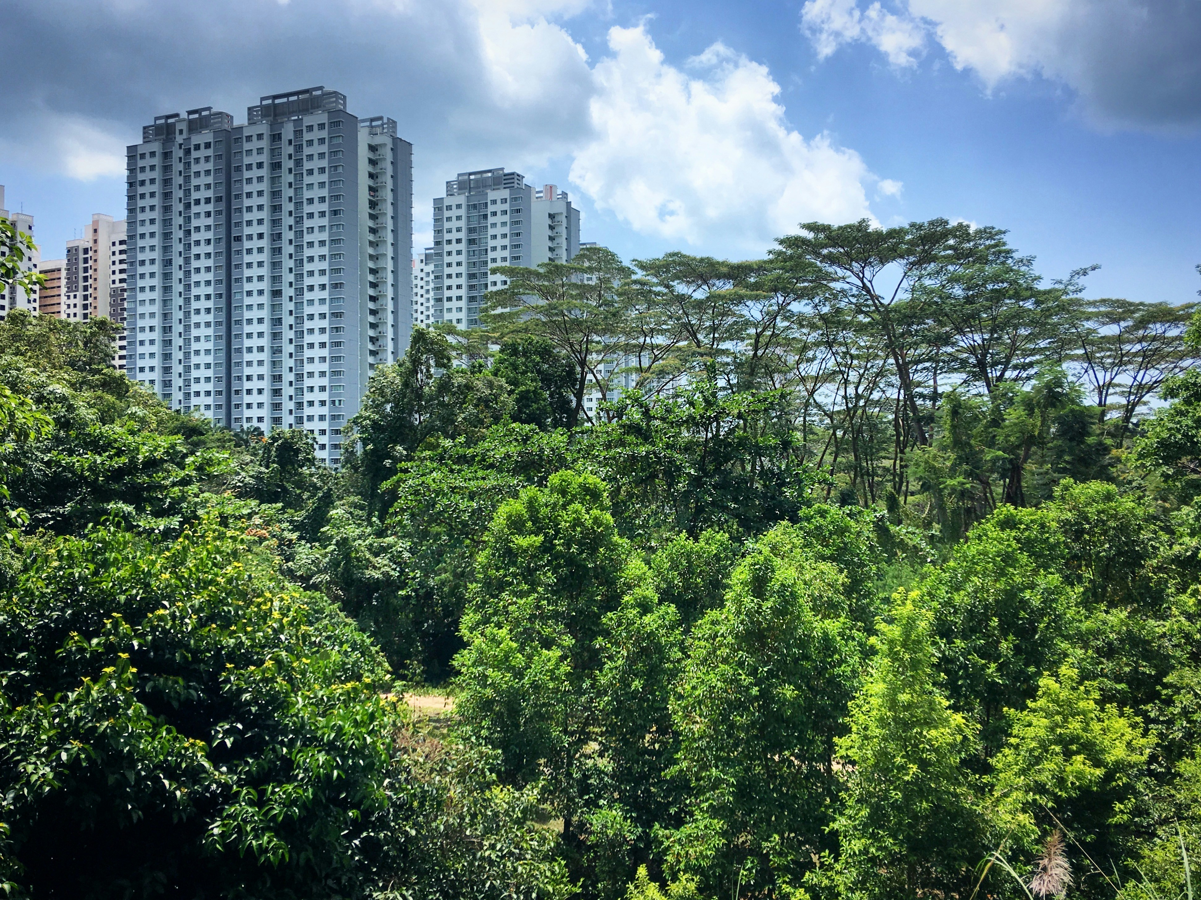 Urban canopy: a skyline rising above a verdant park