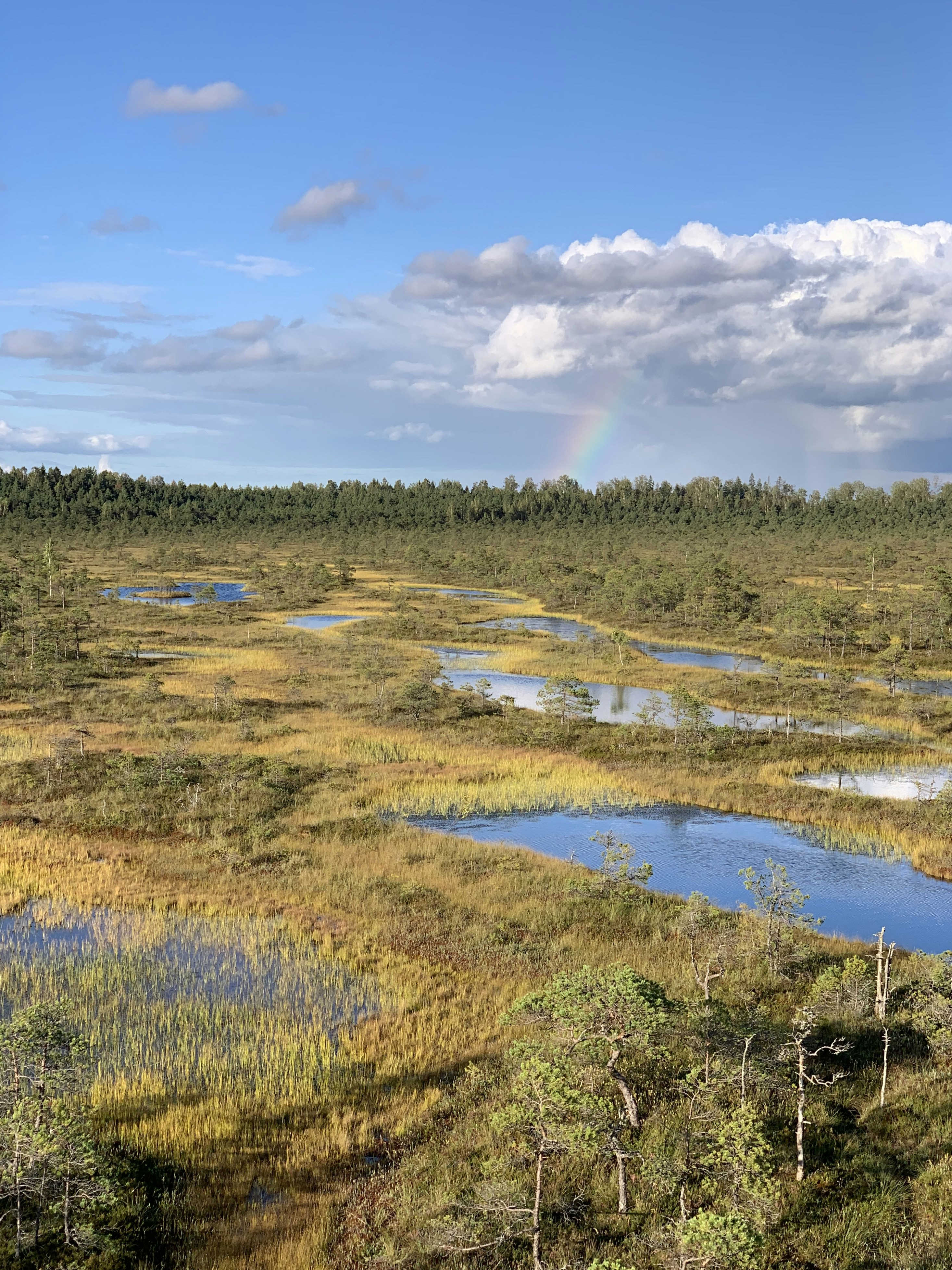 Rainbow over a tapestry of wetlands and pines