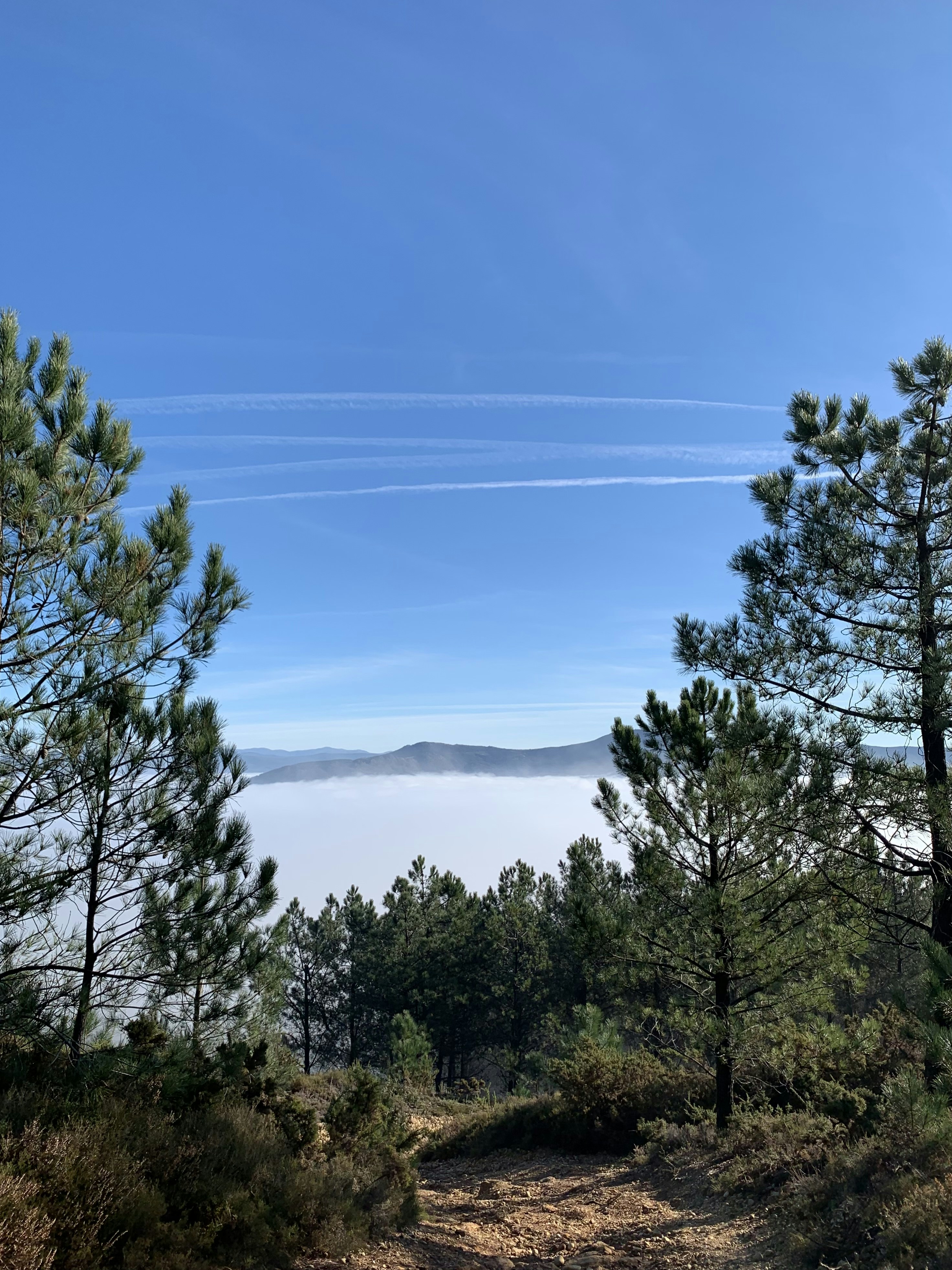 Echoes of the Valley: Pines Under a Clear Sky