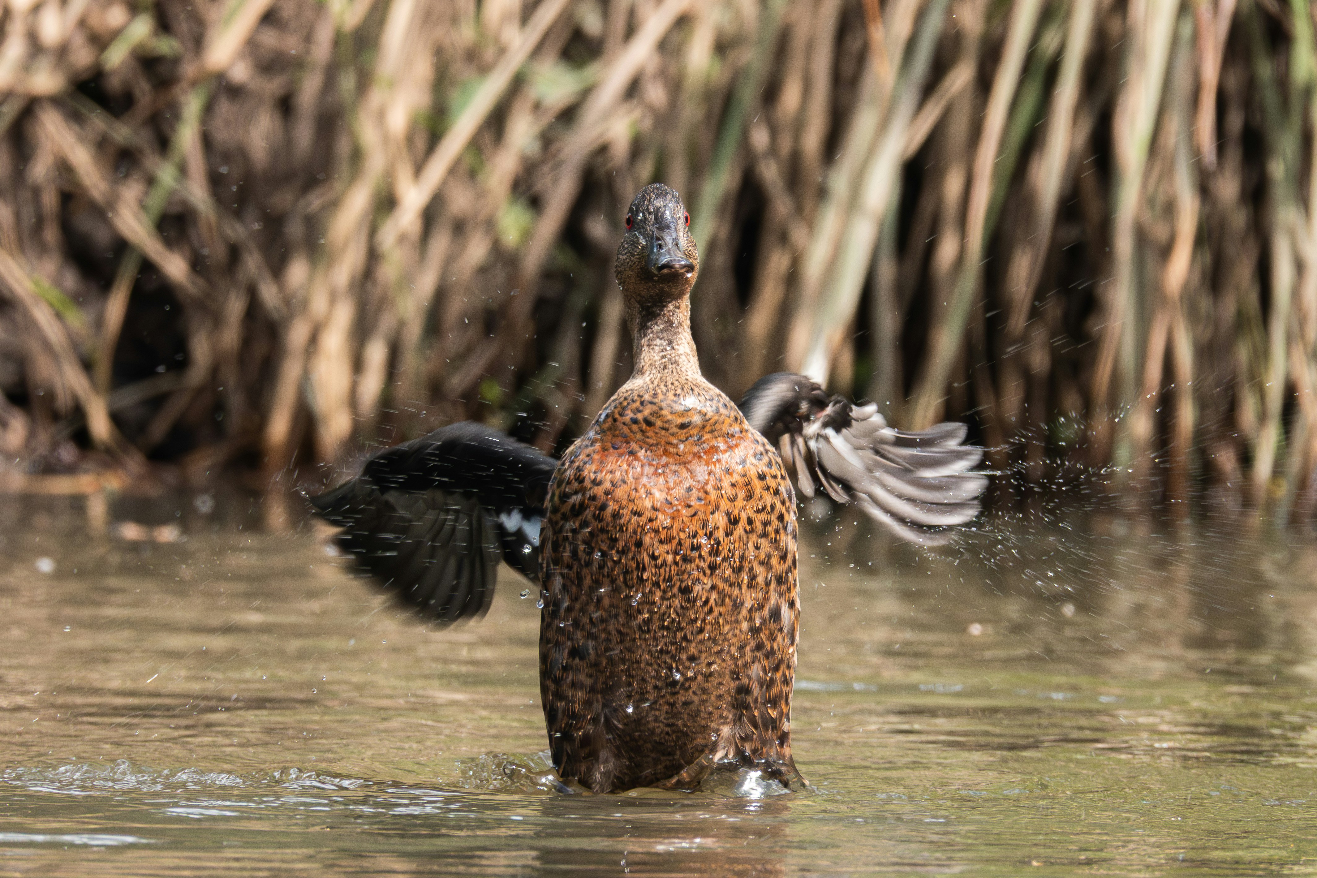 Dappled River Spotlight: A Mallard Emerges from the Water