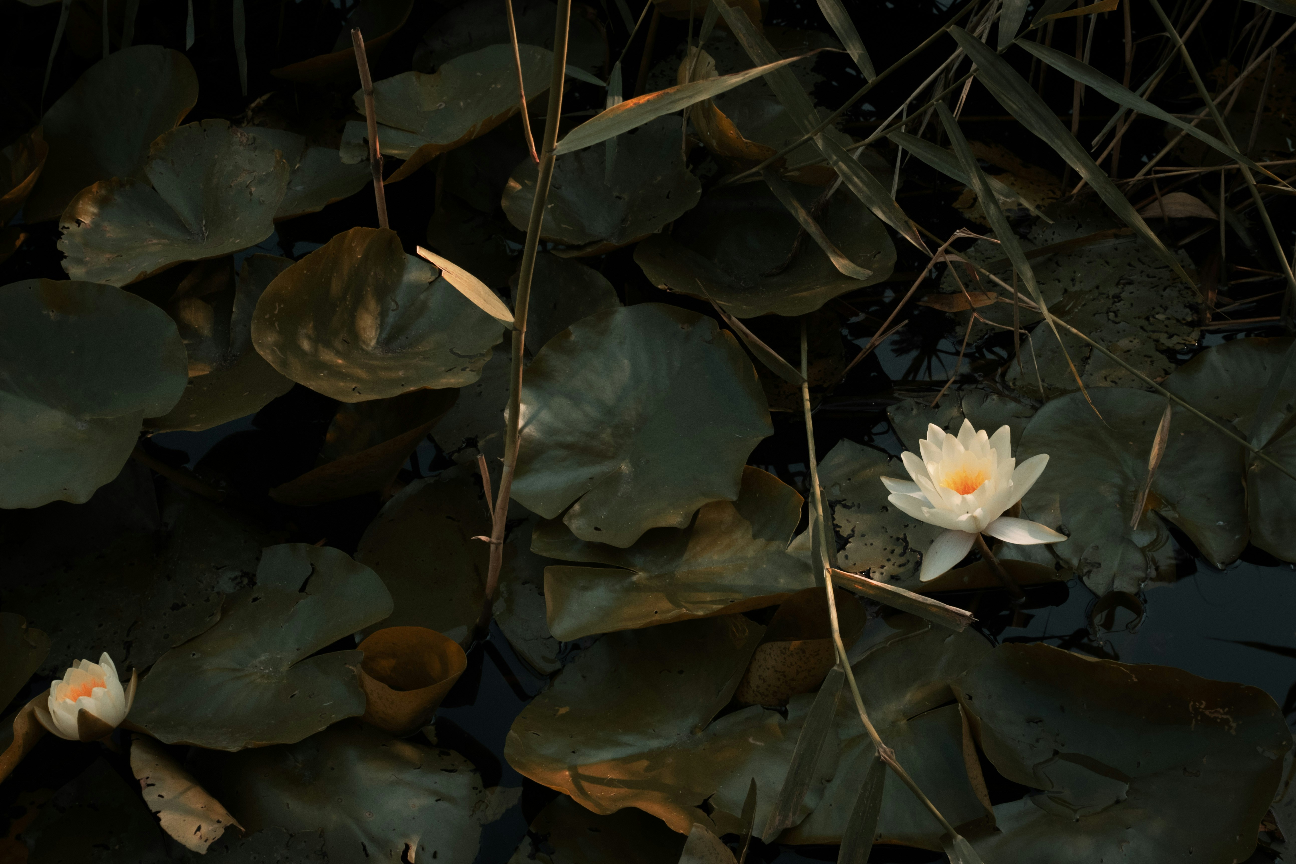 White Water Lily Emerges Among Dusky Pond Leaves