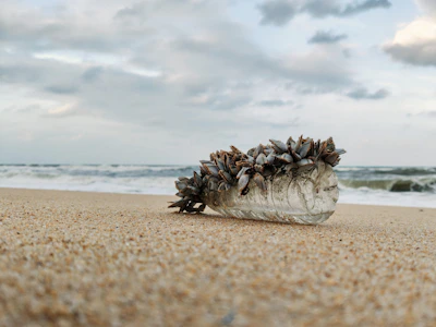 Driftwood Crown on a Quiet Shore