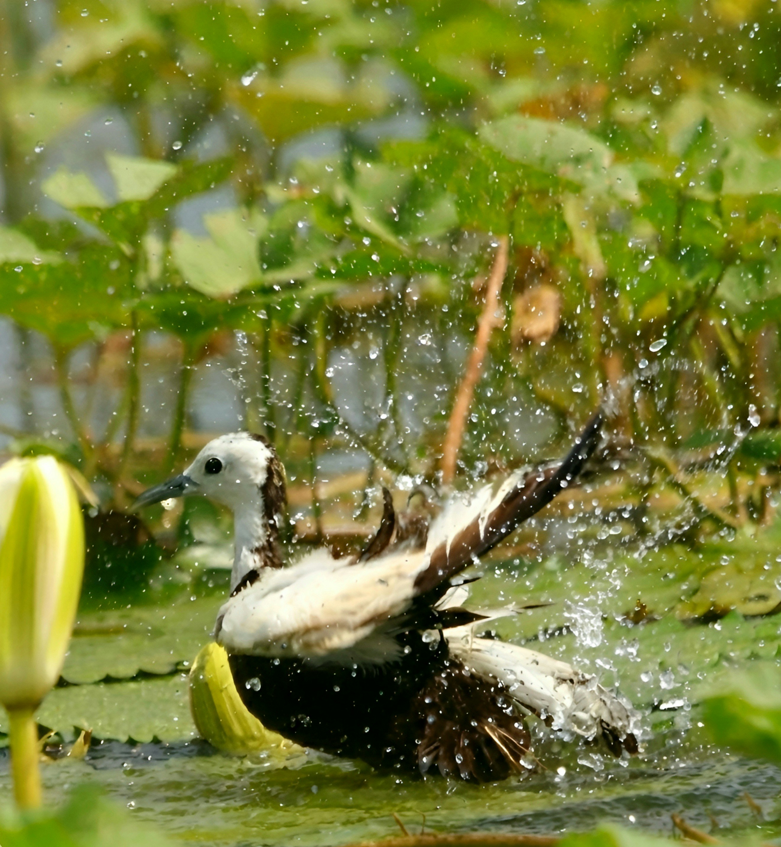 A Pheasant-tailed Jacana in non-breeding plumage vigorously bathes among lily pads, sending a dramatic spray of water droplets into the air. I captured this moment at a freshwater wetland near Coimbatore India. The shot was intended to freeze the energy of its daily grooming ritual, utilizing a high shutter speed and telephoto lens to isolate the bird's motion against the lush, green aquatic environment.