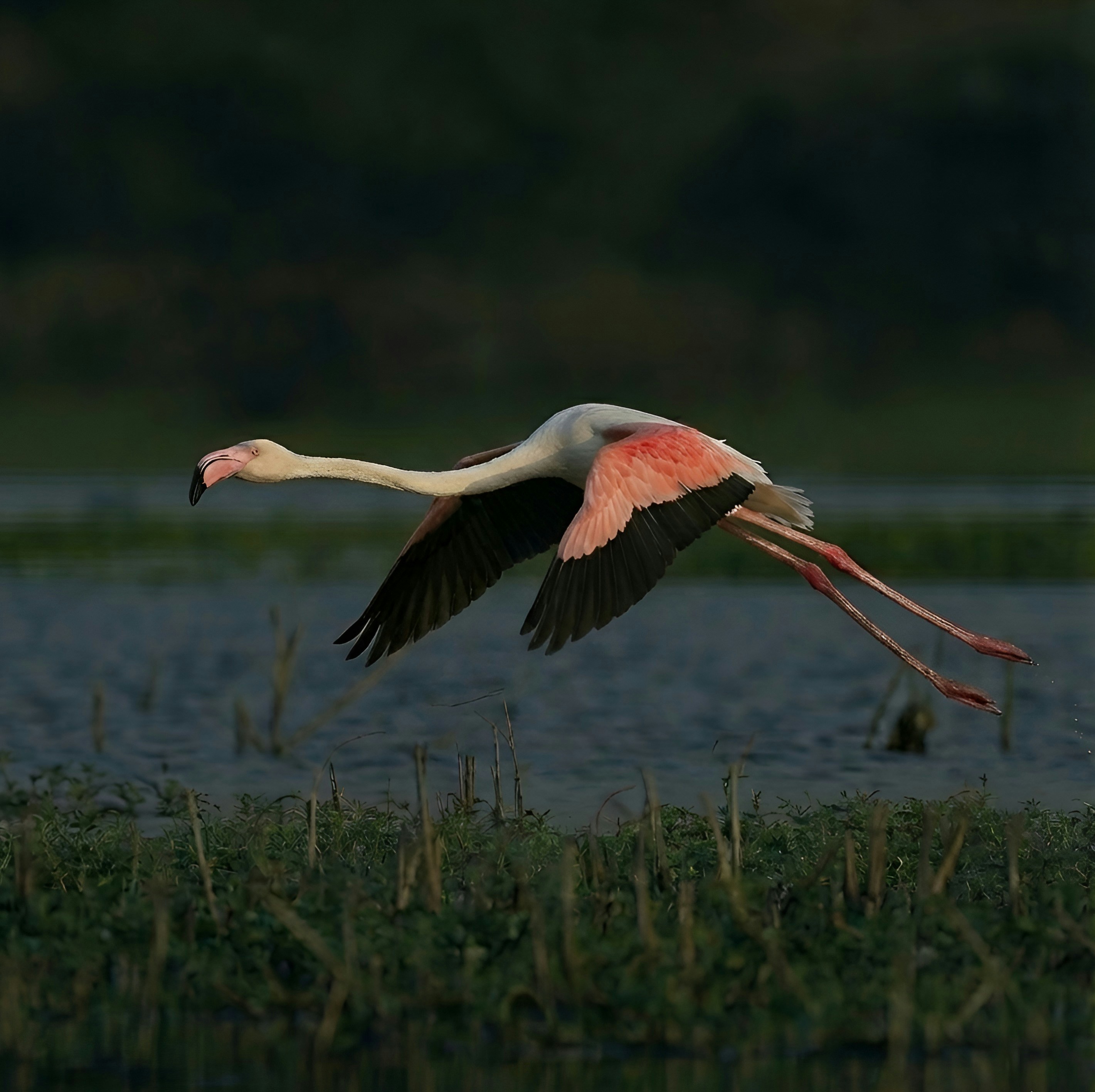 A flamingo flies low over calm wetland waters, wings catching soft evening light. I captured this moment in December 2025 at a saltwater wetland in Pulicat, India. The image was taken to showcase the elegance of flight, using a fast shutter speed and telephoto lens to freeze motion against a peaceful background.