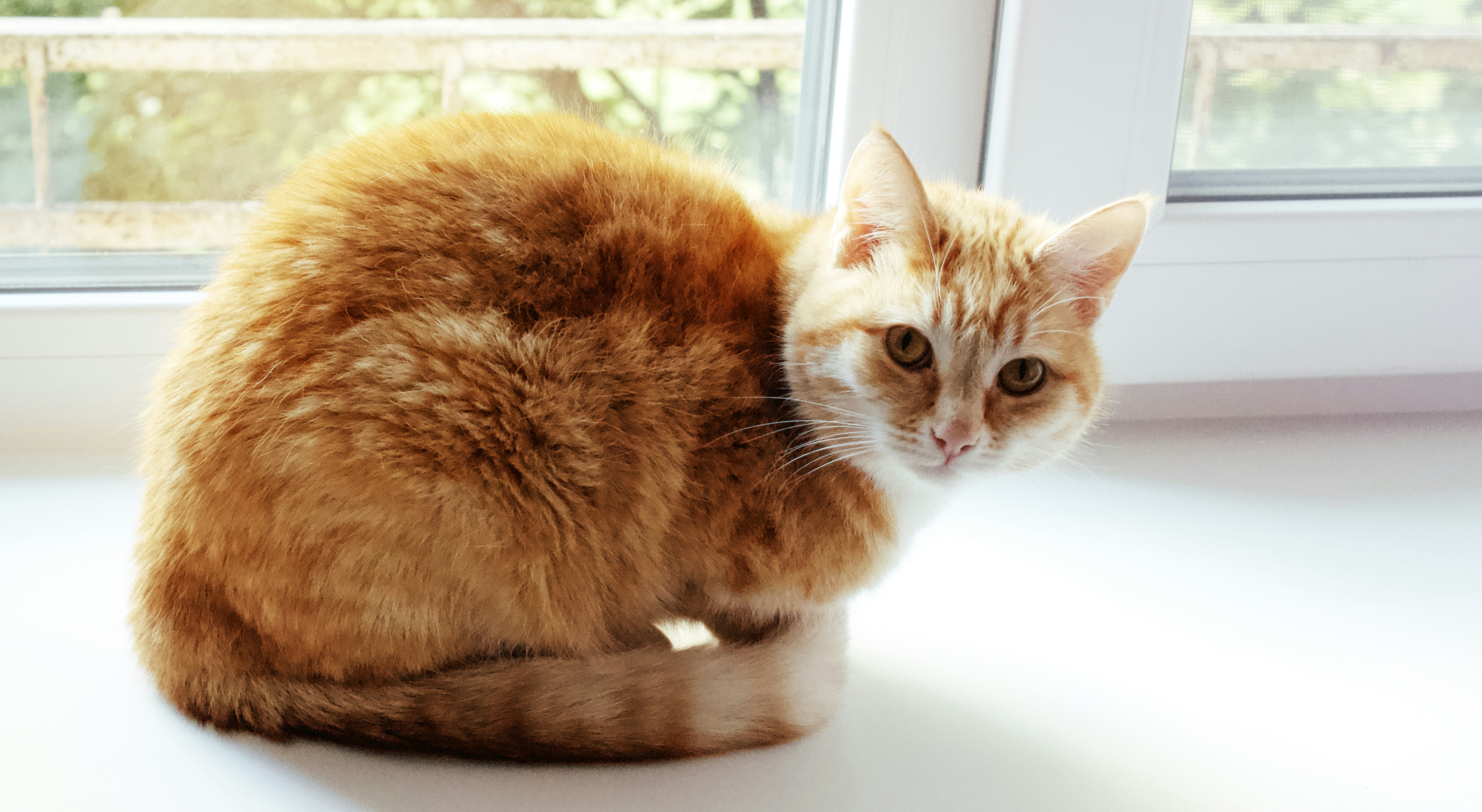 Curious Orange: A Cat Contemplates the Window Light