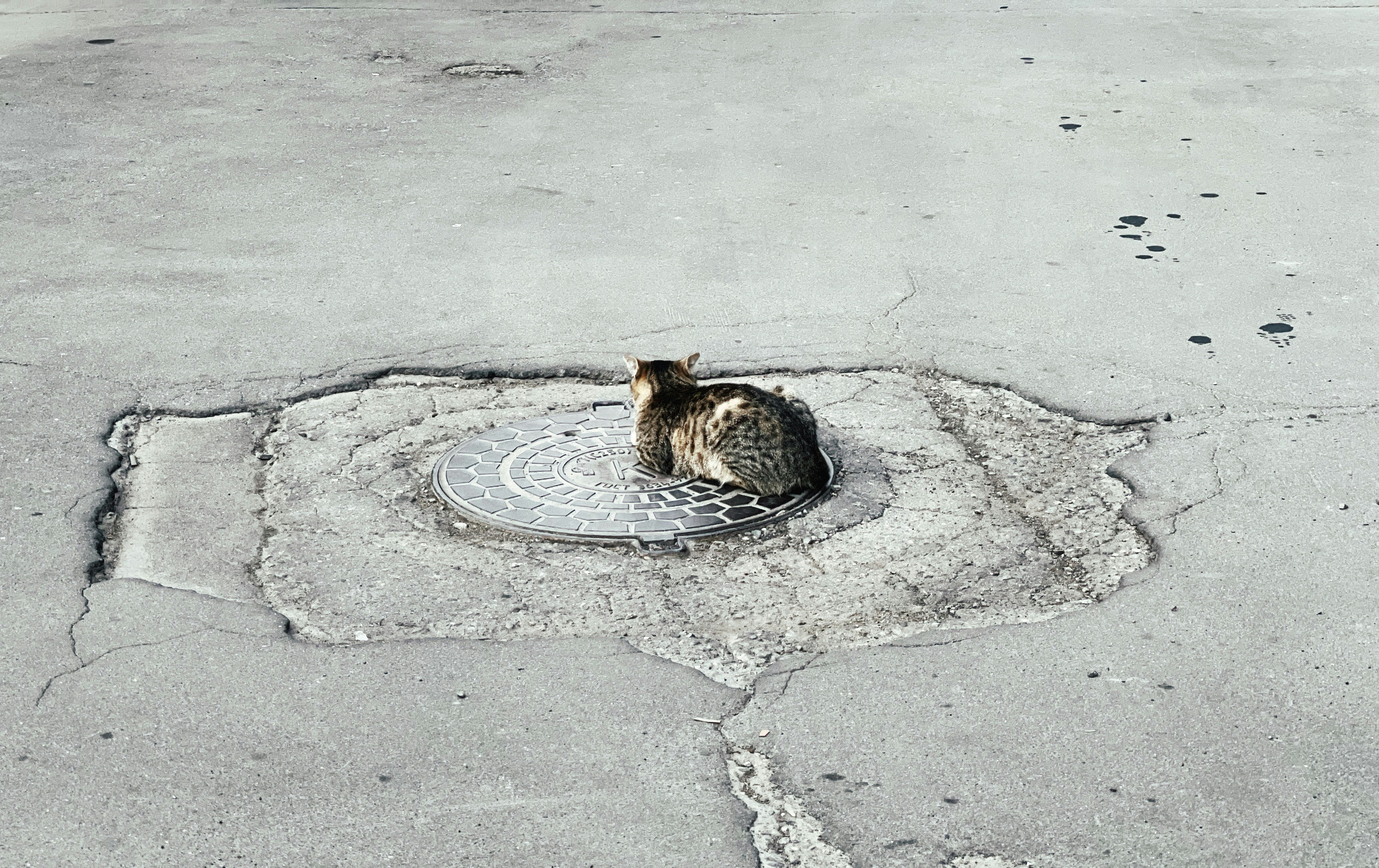 Cat in a Concrete Circle: Quiet Vigil in the Street