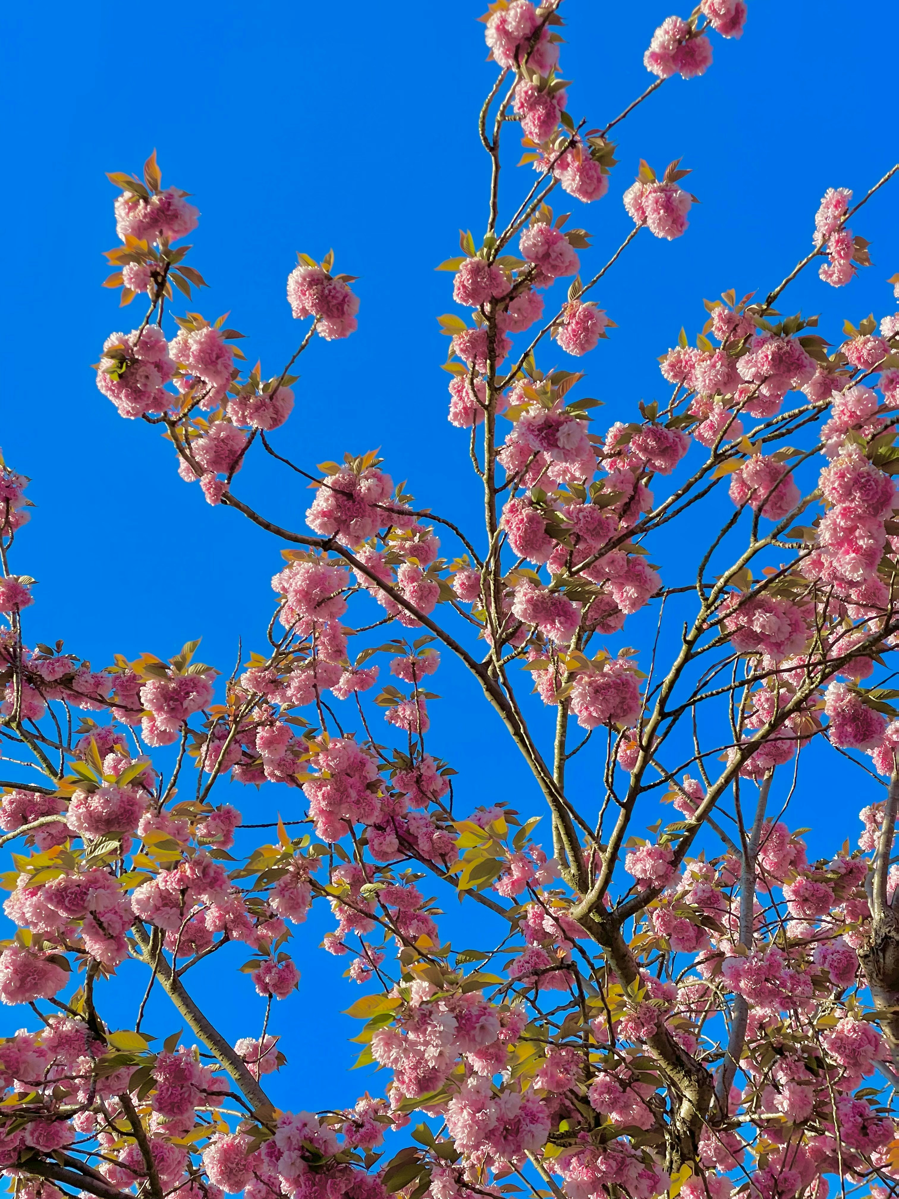 Cherry Blossom Lush Against a Velvet Sky