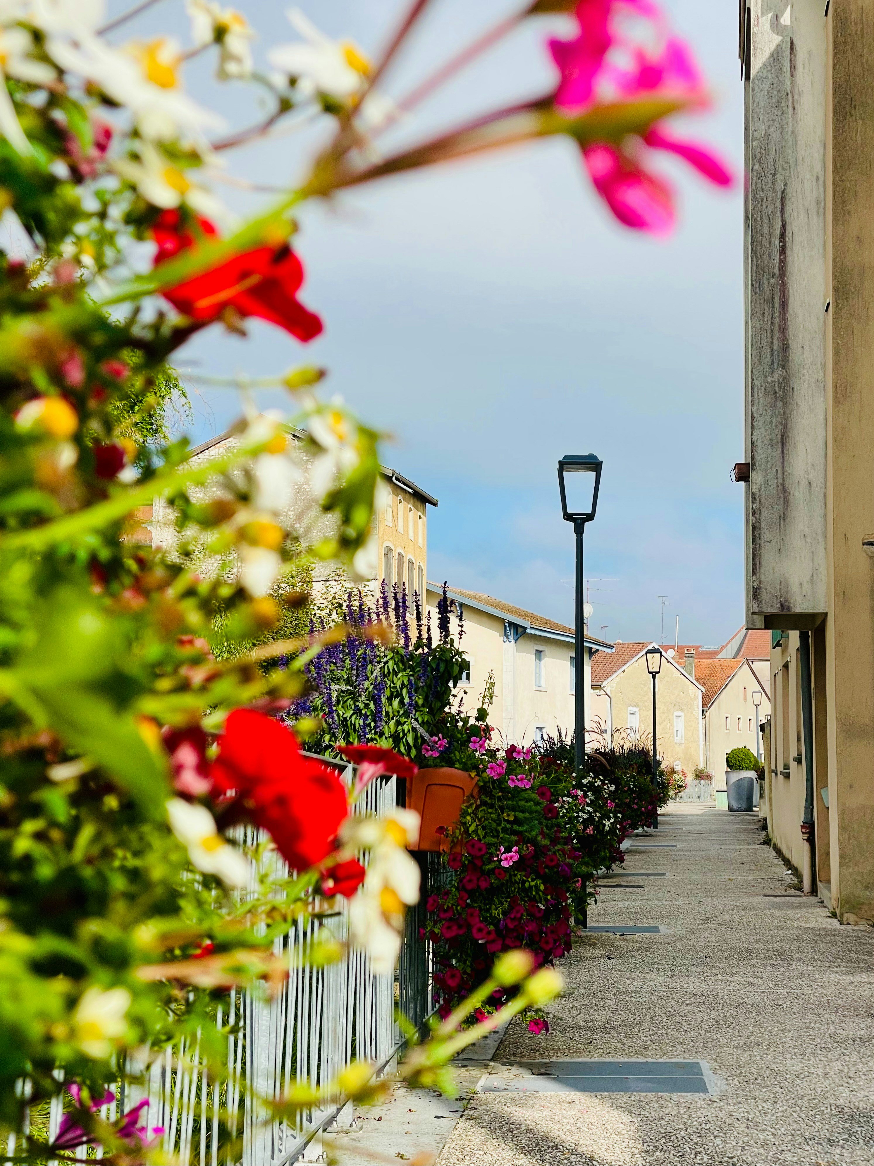 Boulevard of Blooming Quiet