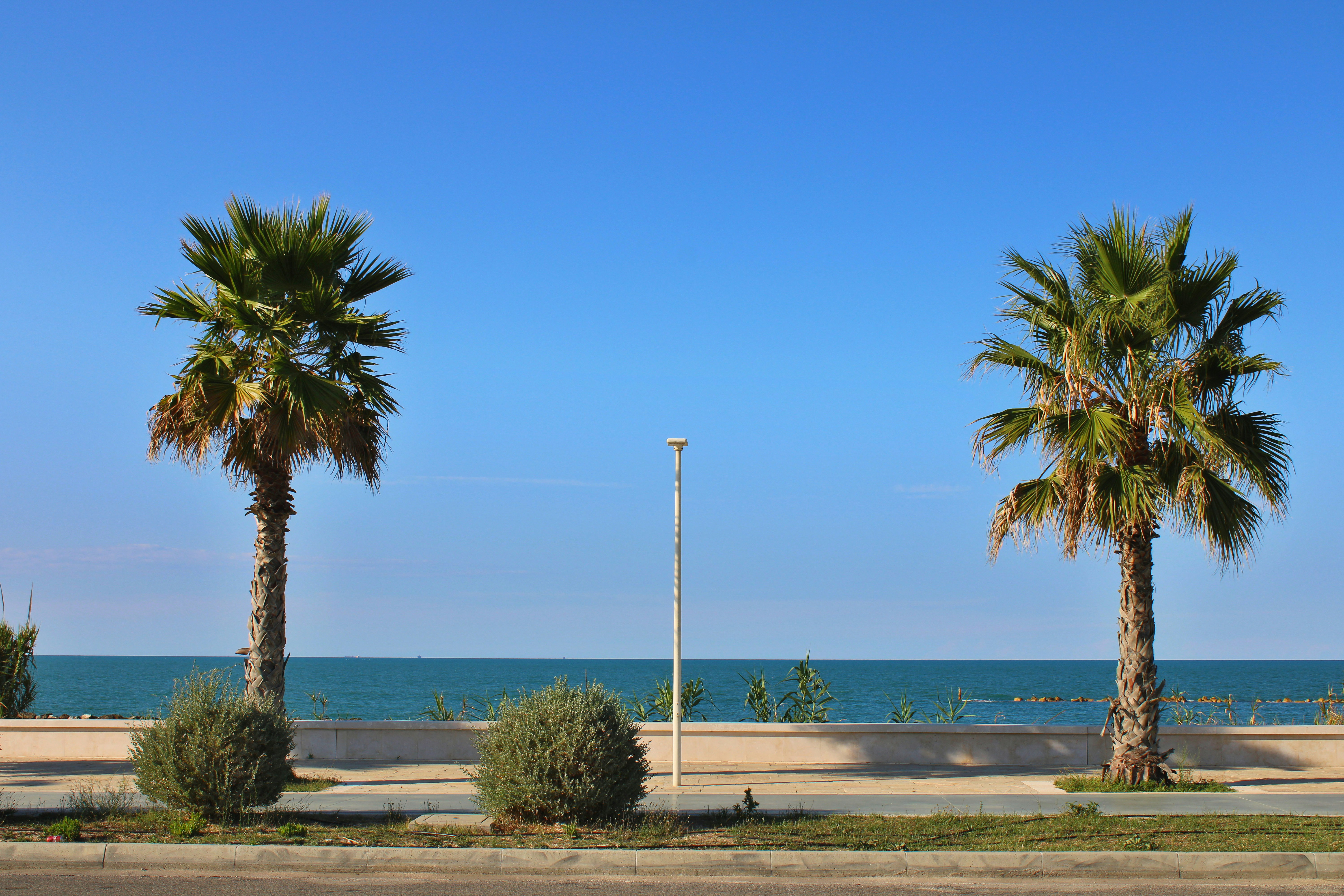 Coastal Boulevard: Palm Trees, Sea Line, and Quiet Sky
